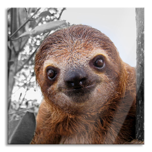 17 Stories Curious Sloth On A Tree, Close-up - No Frame Print on Glass ...