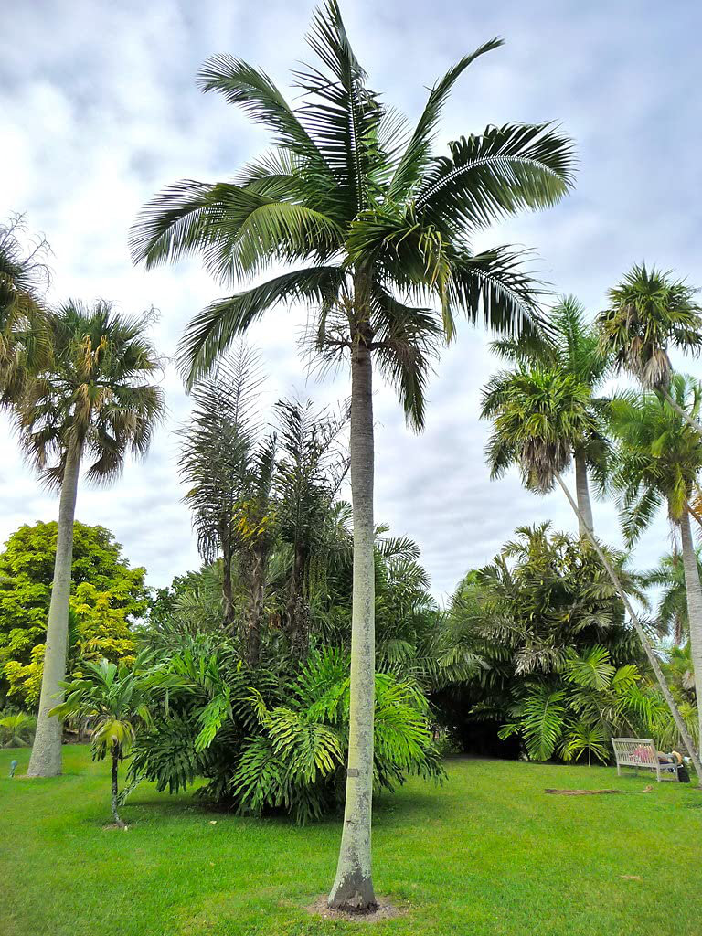 Wekiva Foliage LLC Satake Palm - Live Plant in a 3 Gallon Growers Pot ...