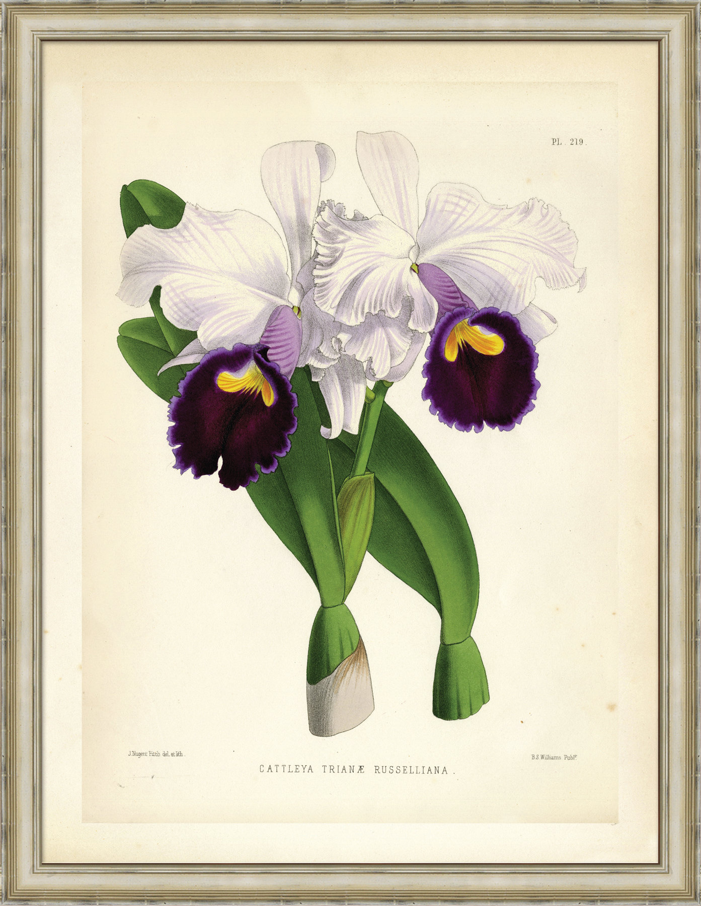 Wendover Art Group Cattleya Trianae - Picture Frame Graphic Art on ...