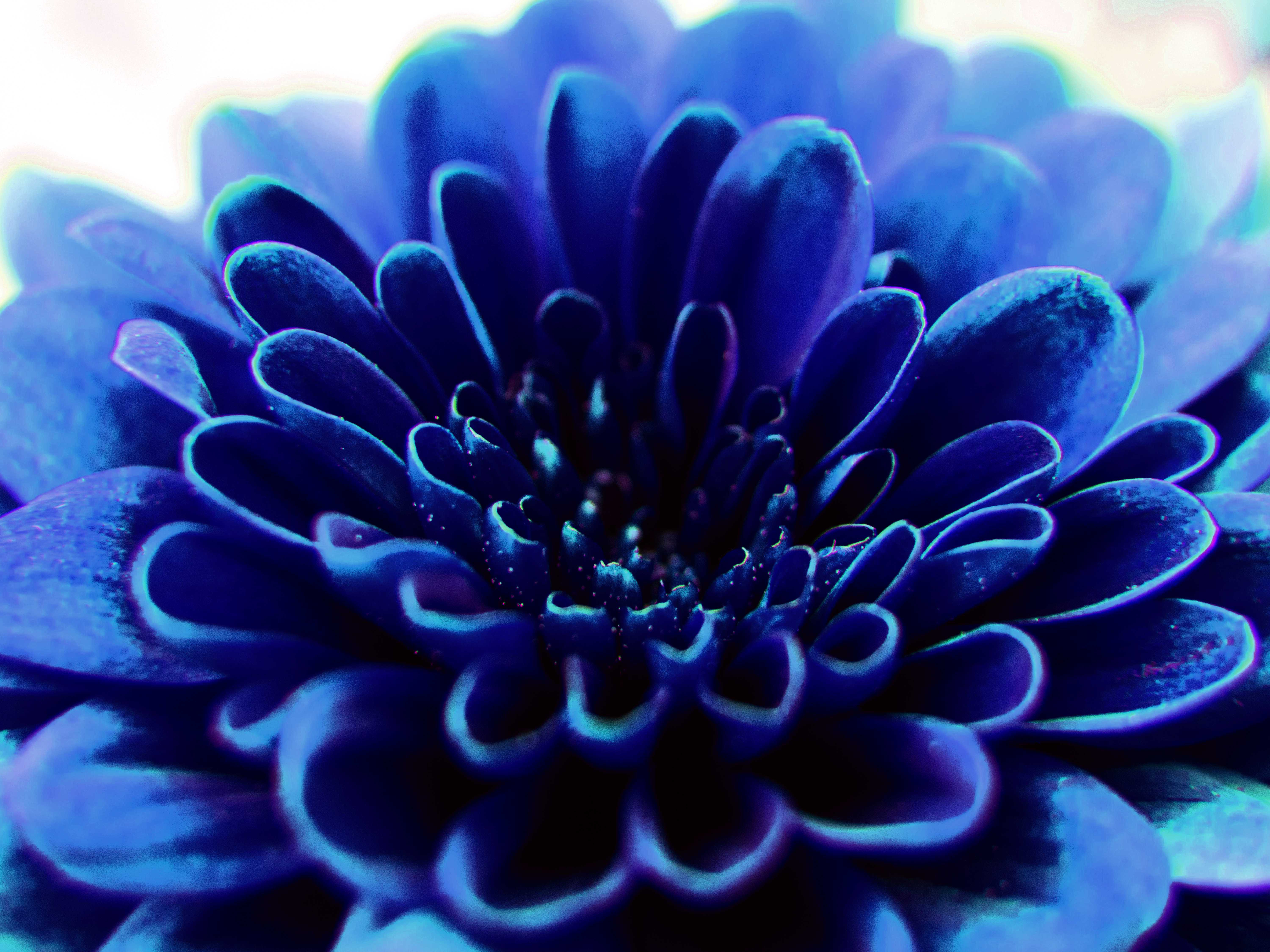 Ebern Designs Big Blue - Wrapped Canvas Photograph | Wayfair