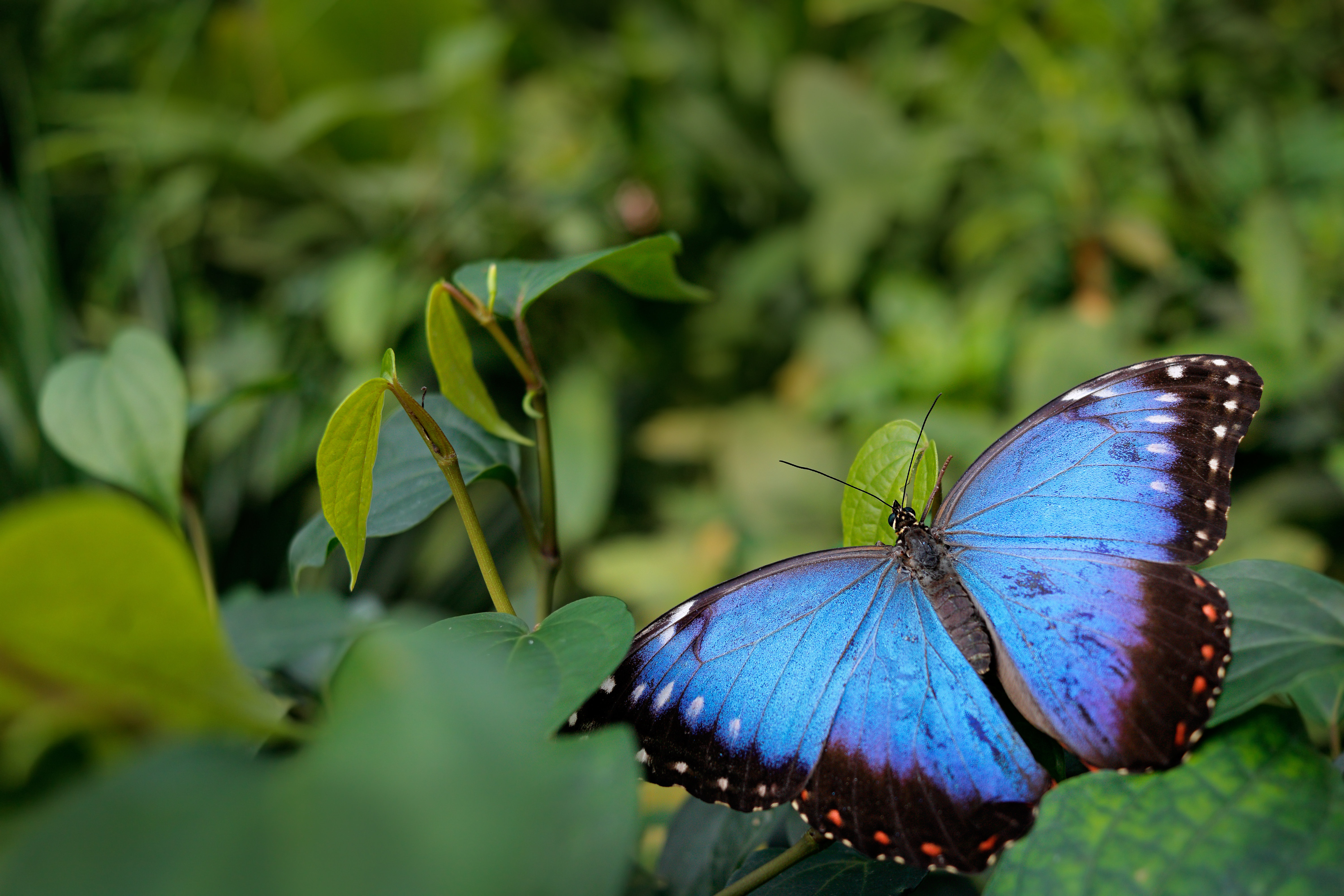 Gracie Oaks Finstad Blue Butterfly by Ondrej Prosicky | Wayfair