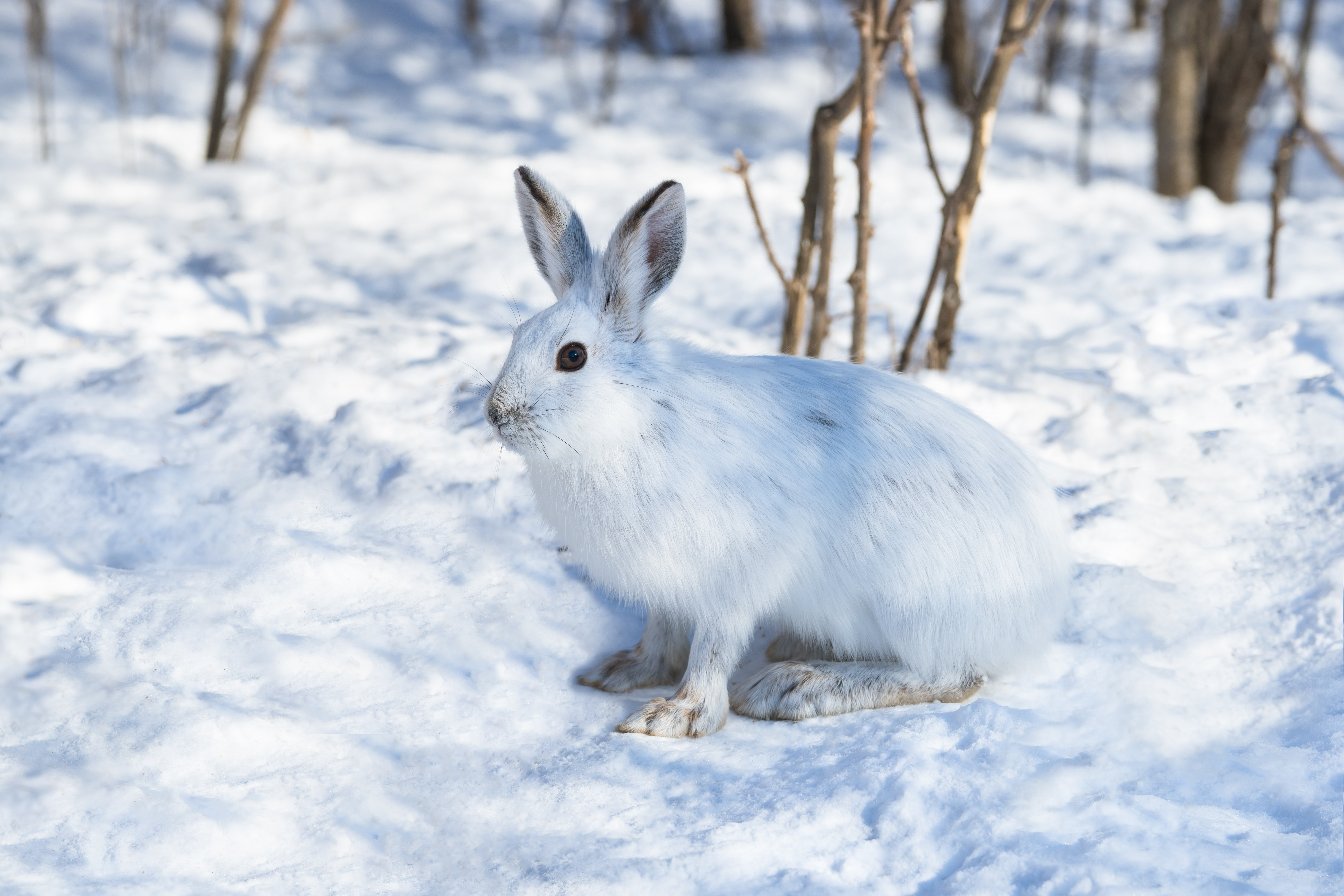 Ebern Designs White Snowshoe Hare on Snow - Wrapped Canvas Photograph ...