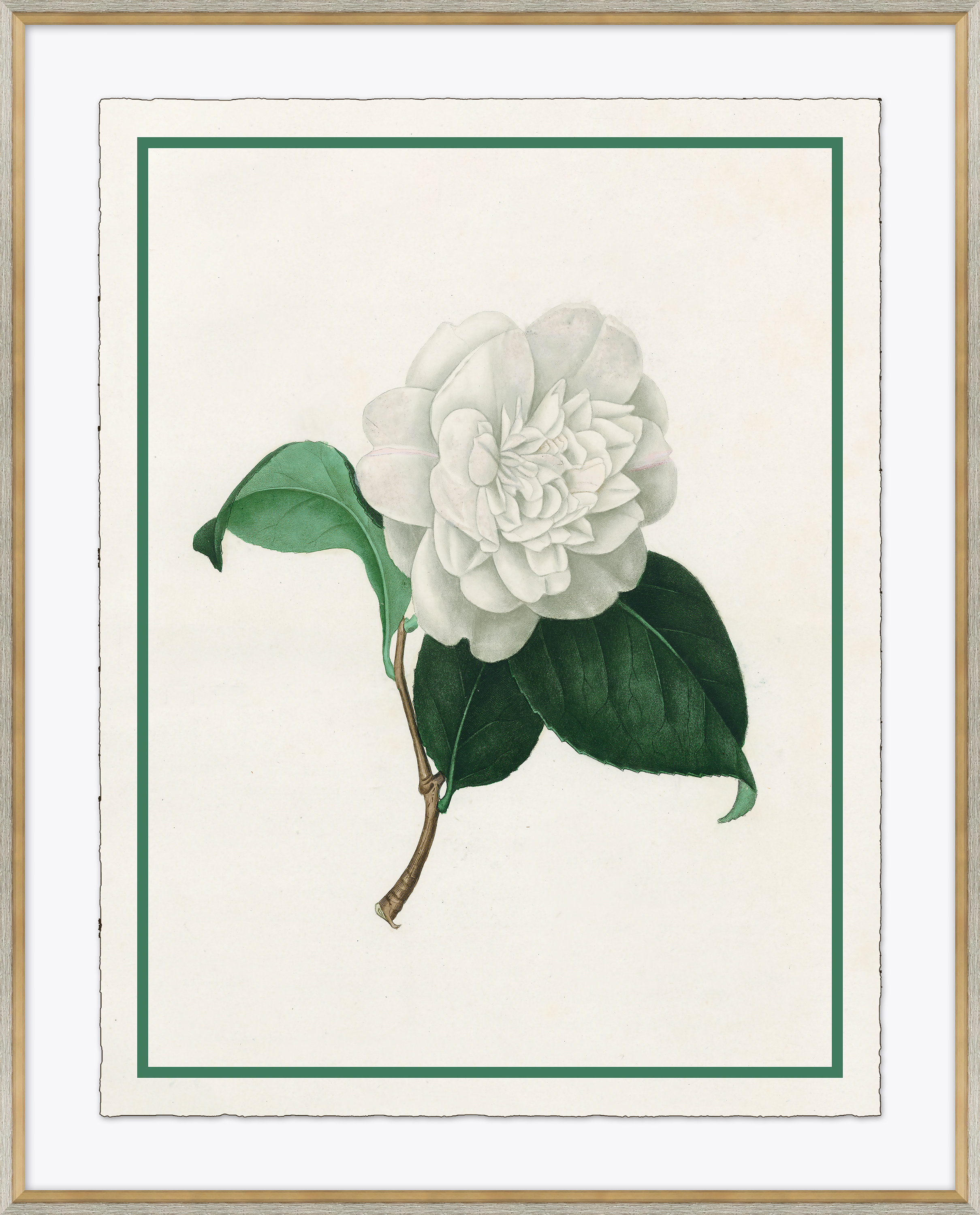 Soicher Marin Flora II - Picture Frame Graphic Art on Paper | Wayfair