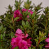 Encore Azalea 1 Gallon Autumn Jewel Encore Azalea - Pink Blooming ...