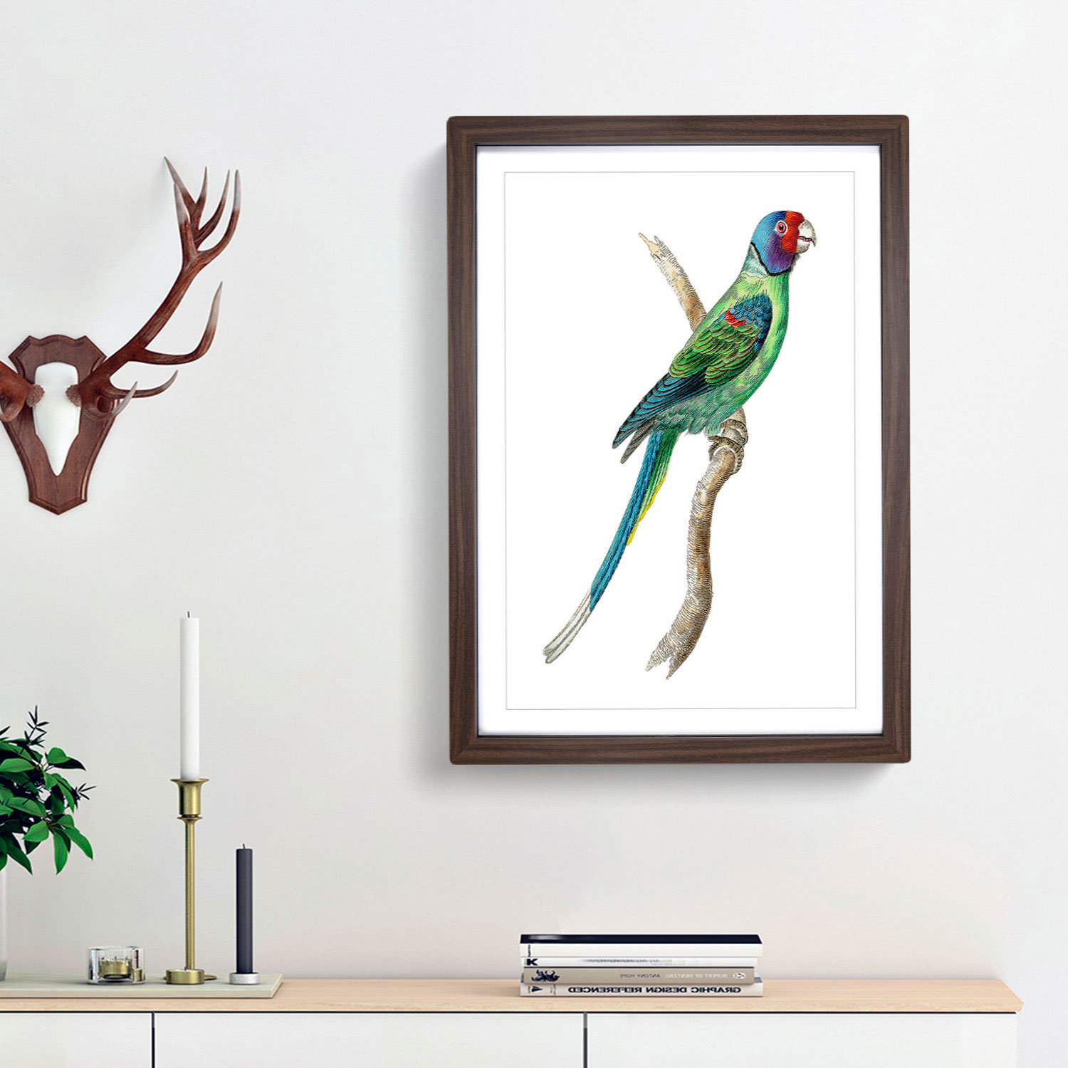 East Urban Home Long-Tailed Parakeet by George Shaw - Picture Frame ...