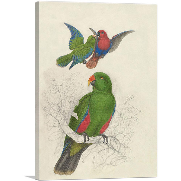 ARTCANVAS Eclectus Roratus Polychloros 1830 On Canvas by Edward Lear ...