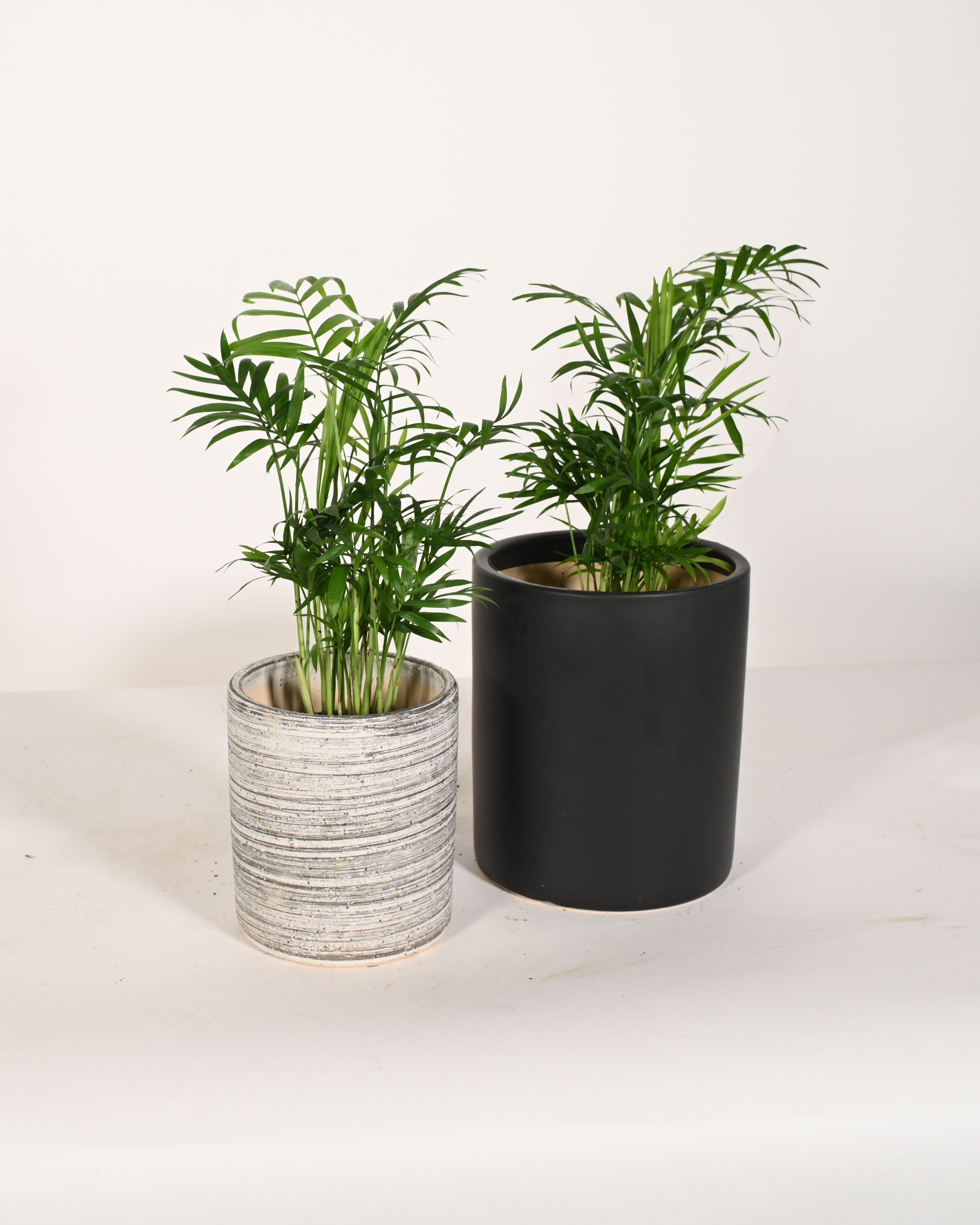 Upshining Live Plant Parlor Palm With Ceramic Planter Pots 5'' Gray/6 ...