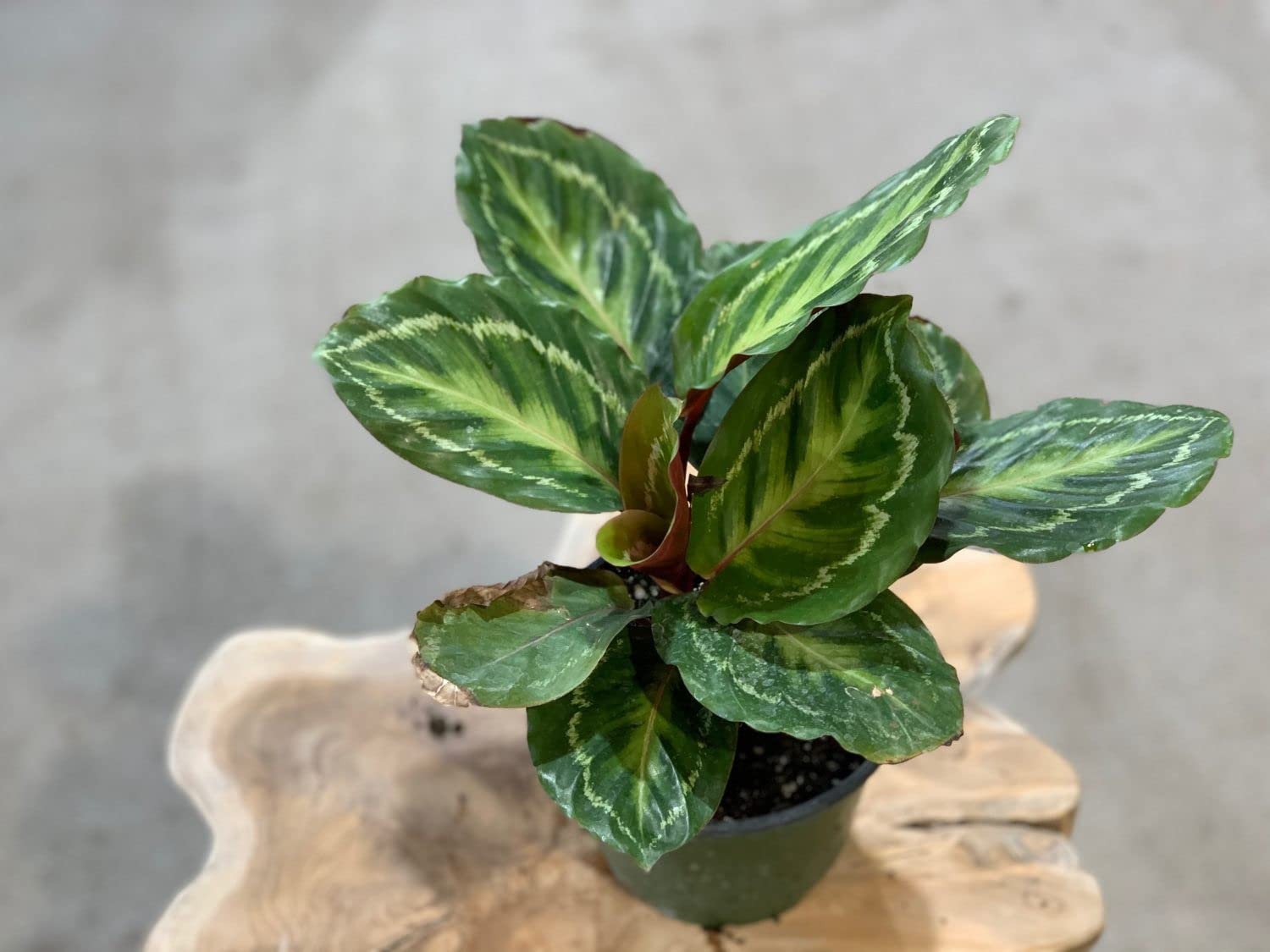 Wekiva Foliage LLC Calathea Jungle Cat - Live Plant in a 2 Inch Pot ...