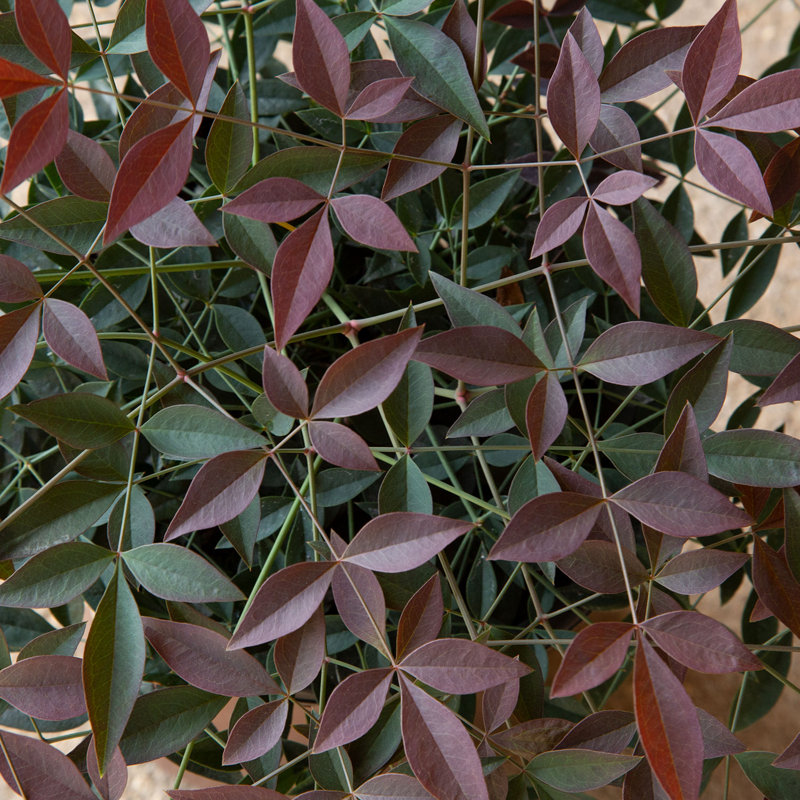 Southern Living Plant Collection 2.5 Quart Flirt Nandina Shrub - Low ...