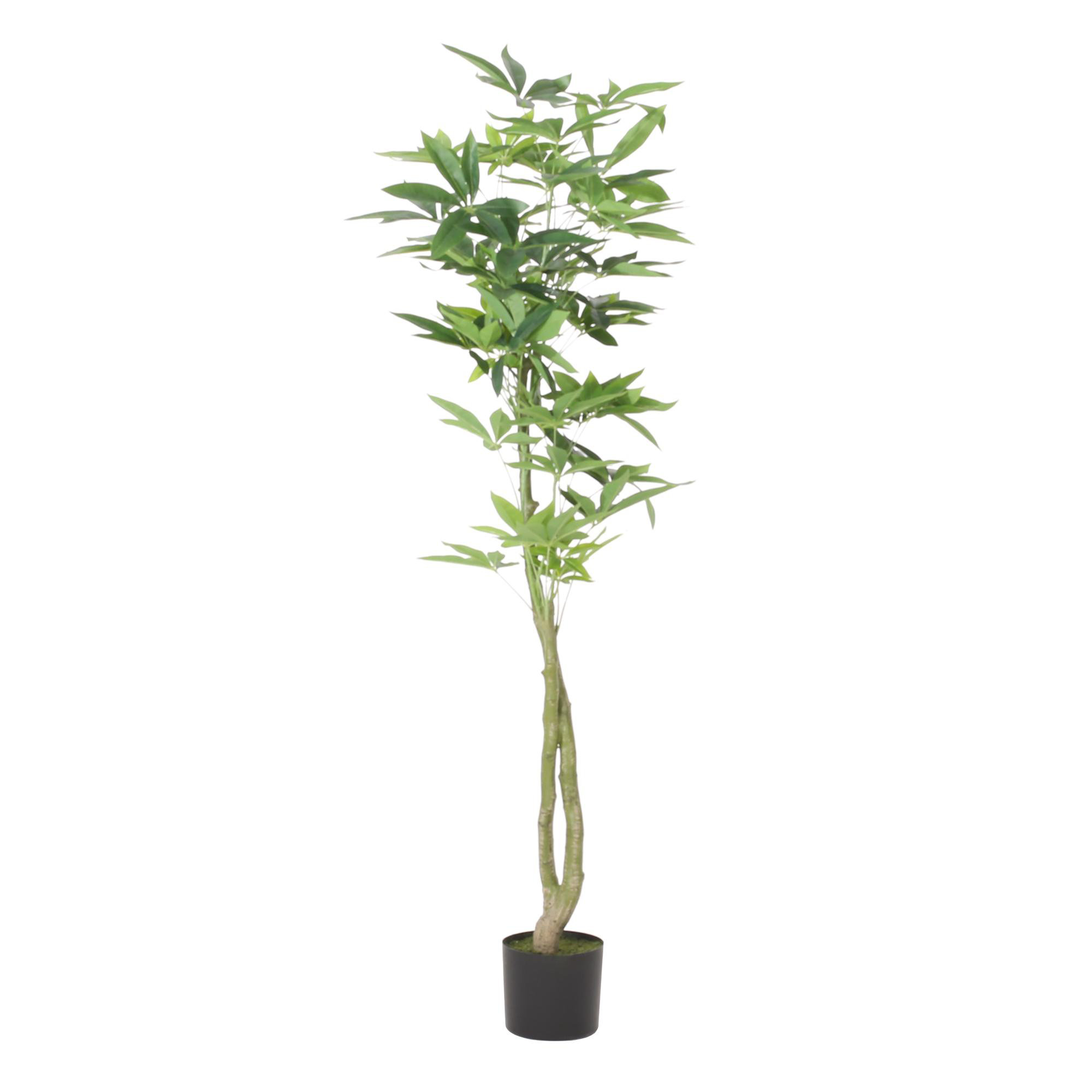 Hokku Designs 160CM ARTIFICIAL PACHIRA MACROCARPA | Wayfair