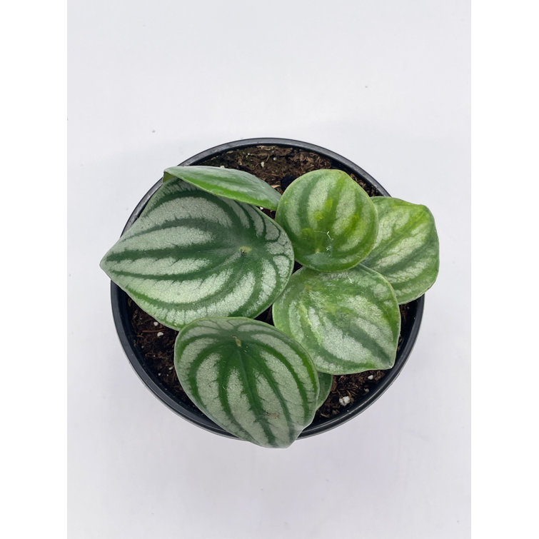 Florida House Plants Watermelon Peperomia Argyreia Begonia in a 4 inch ...