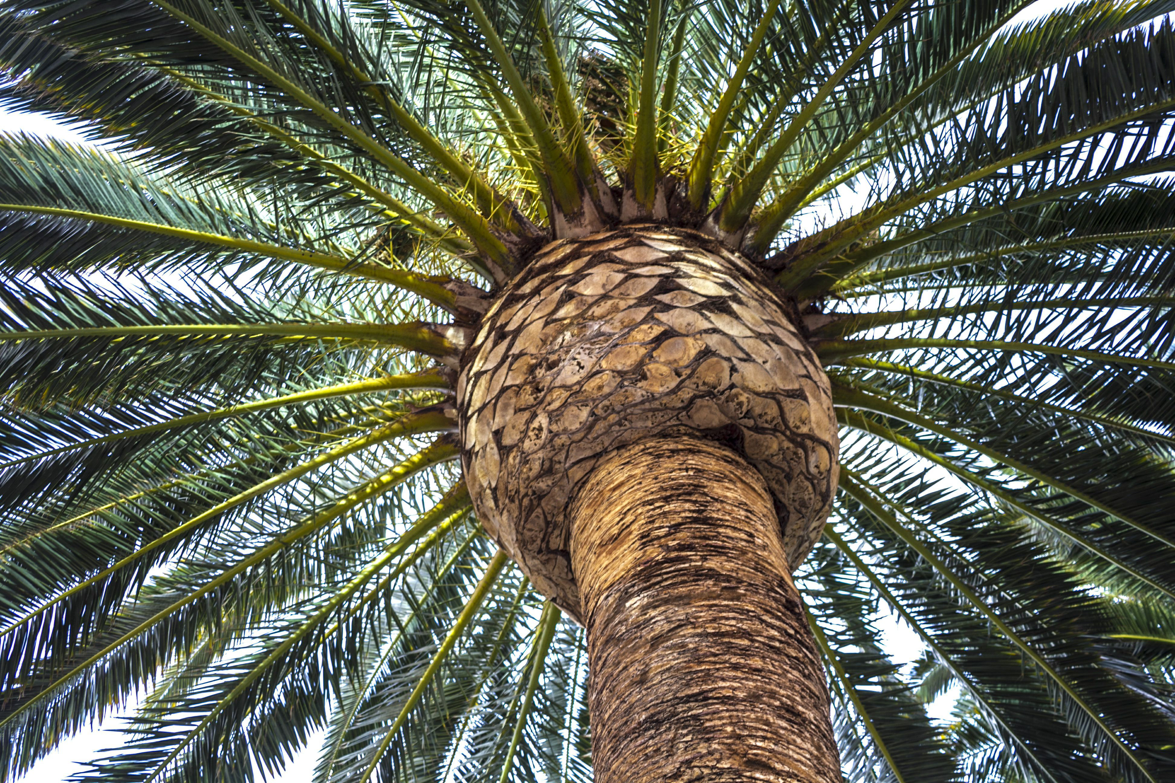 Bay Isle Home™ Head Of A Palm Tree by - Wrapped Canvas Photograph ...