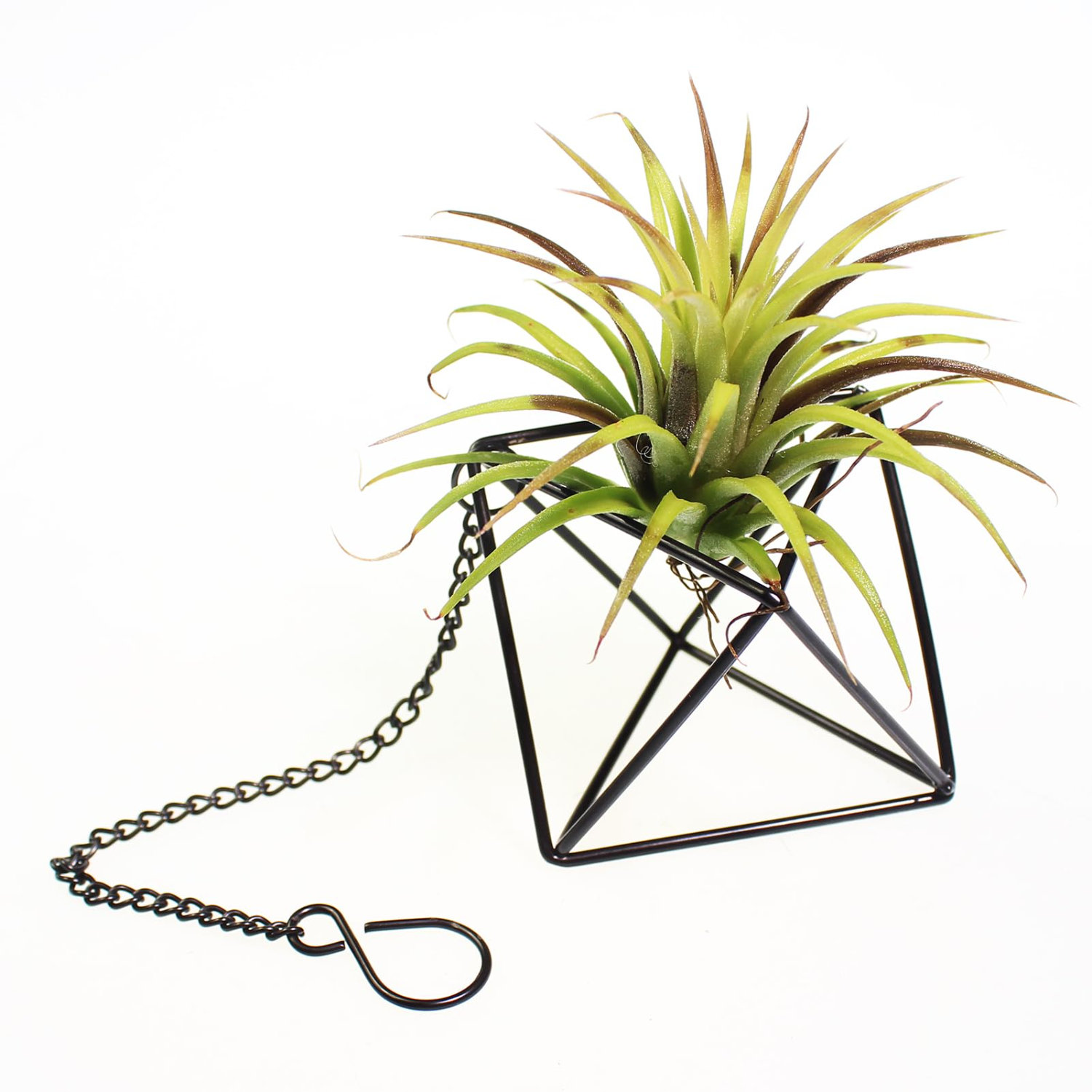 Arlmont & Co. Air Plant Hanging Holders Black Airplants Hanging Cage ...