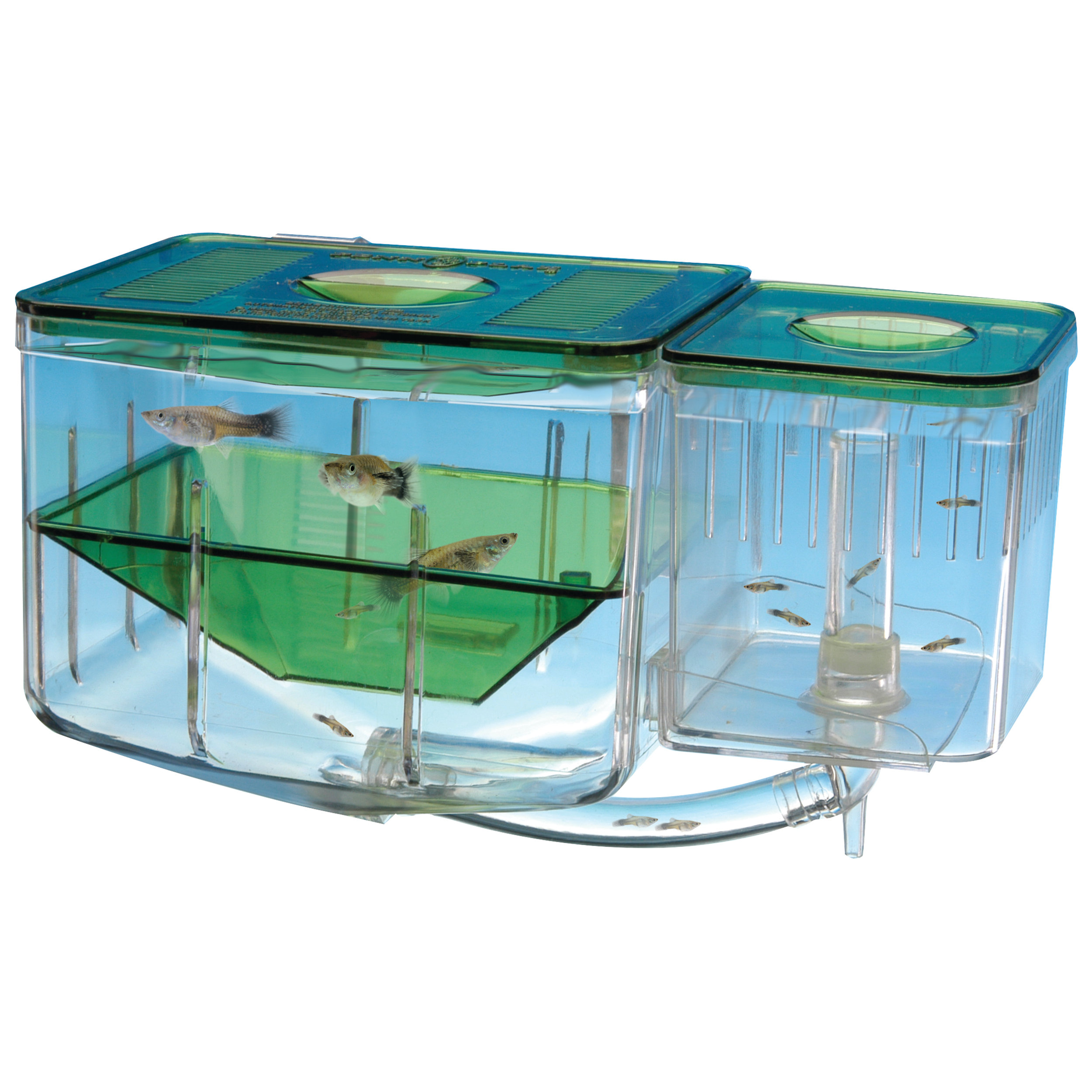 Penn Plax Aqua-Nursery and Hatchery Breeding Box For Your Aquarium ...
