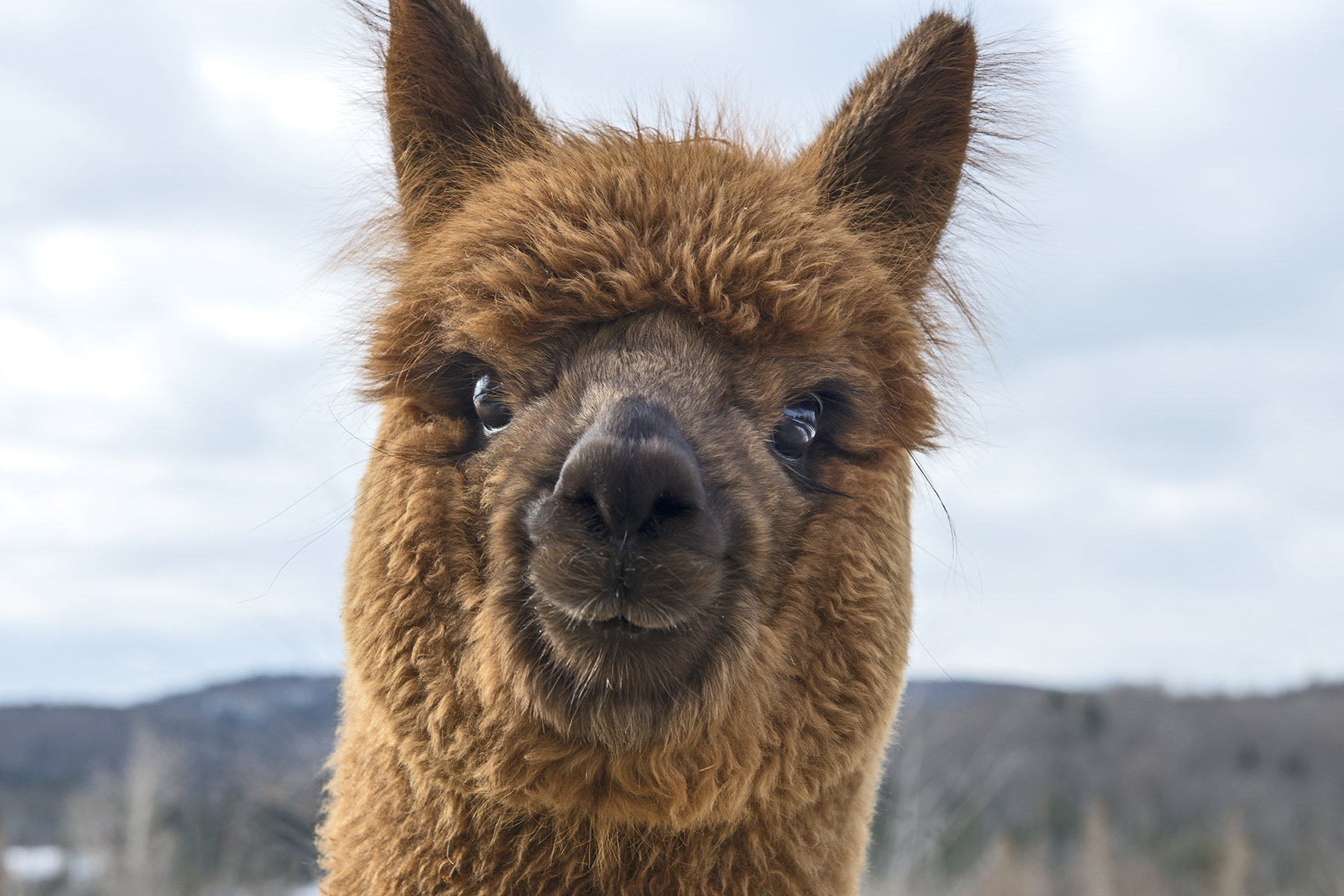 Ebern Designs Young Alpaca by - Wrapped Canvas Photograph - Wayfair Canada