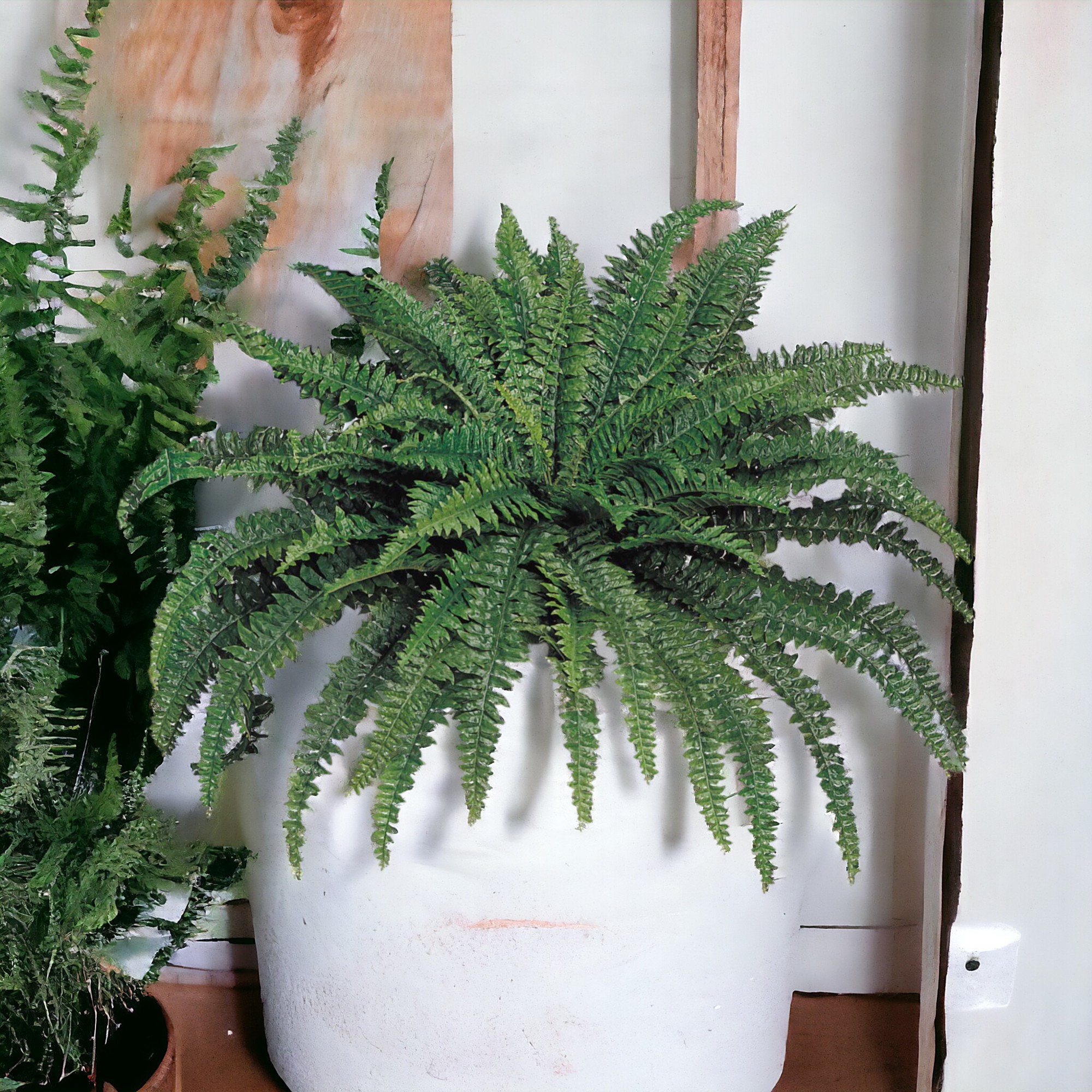 Primrue Reaslistic Boston Fern & Reviews - Wayfair Canada