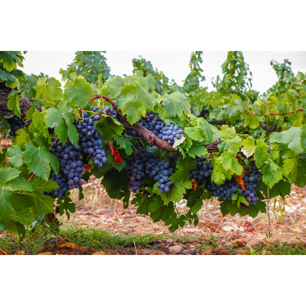 Gracie Oaks Ventus " French Red And Rose Wine Grapes " by Barmalini on ...