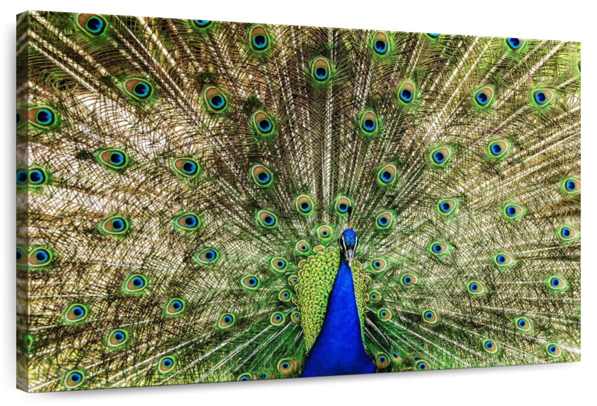 Elephant Stock Majestic Peacock Display | Wayfair