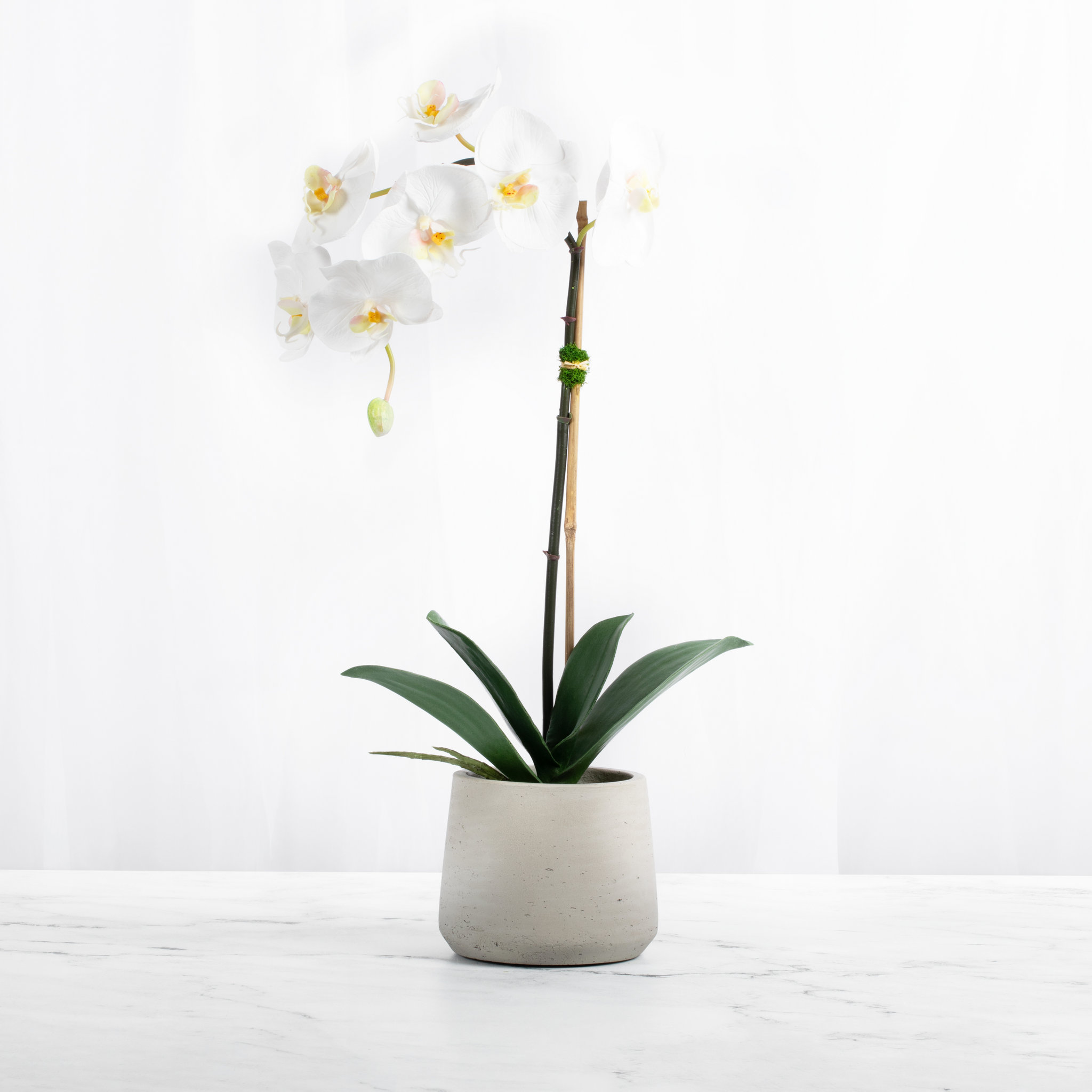 Vivian Rose Artificial Orchid Plant | Perigold
