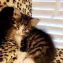 Go Pet Club 72" Leopard Cat Tree & Reviews | Wayfair