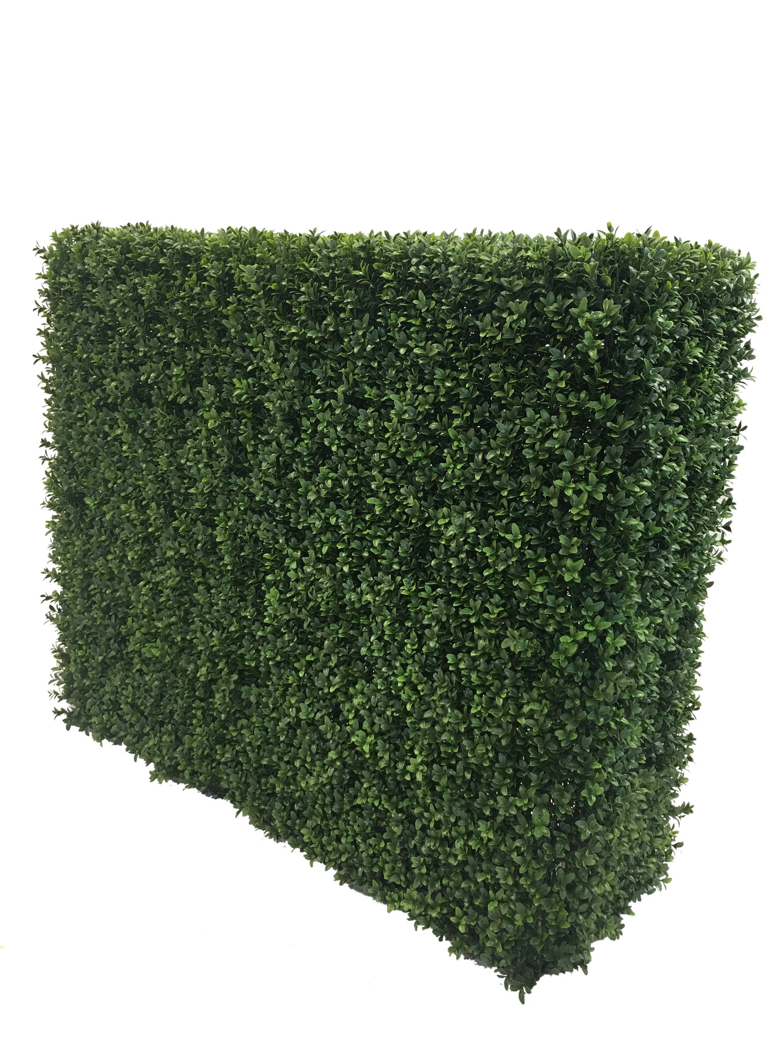 Winward Home DELUXE BOXWOOD HEDGE | Perigold