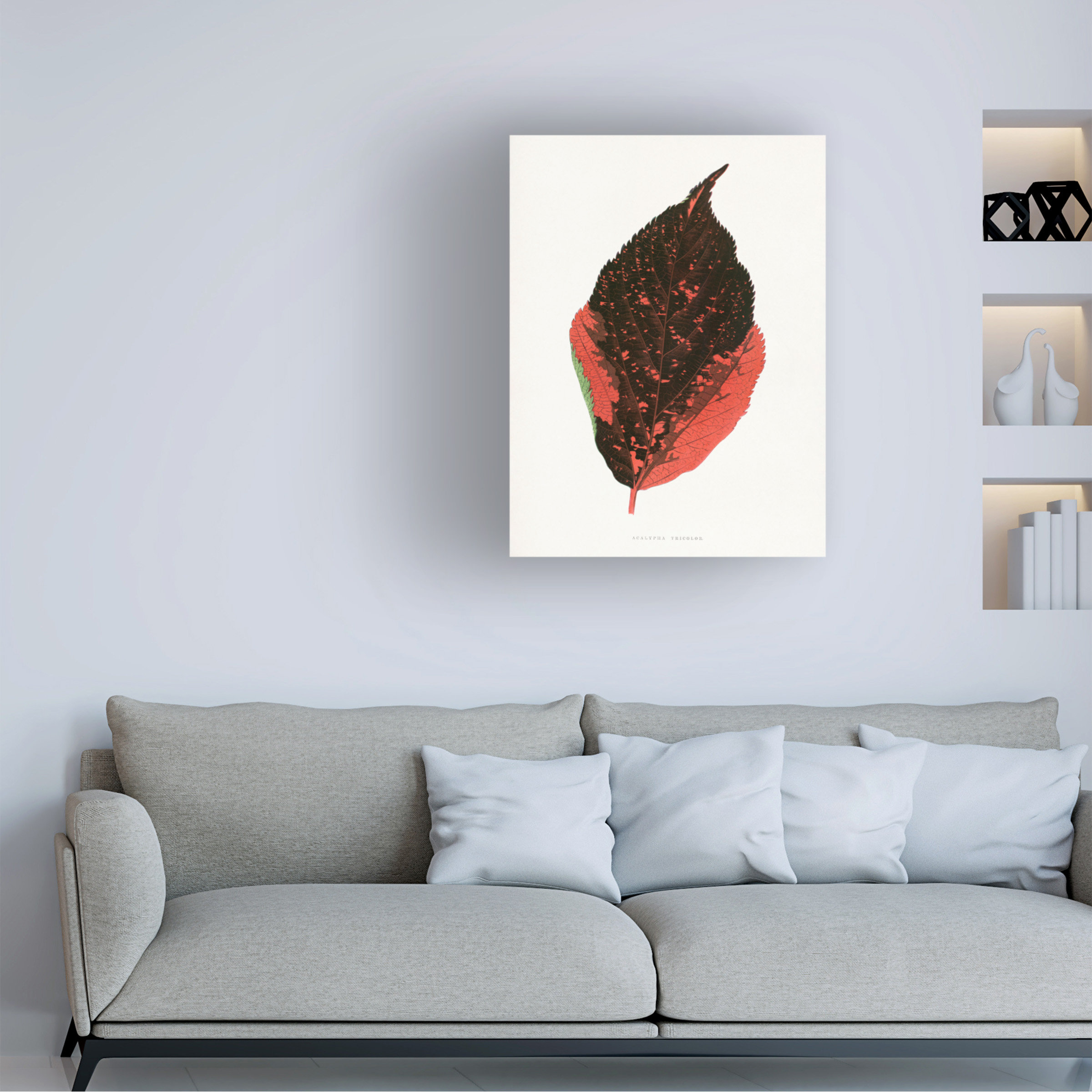 Trademark Fine Art Les Plantes A Acalypha Tricolor Leaf Illustration ...