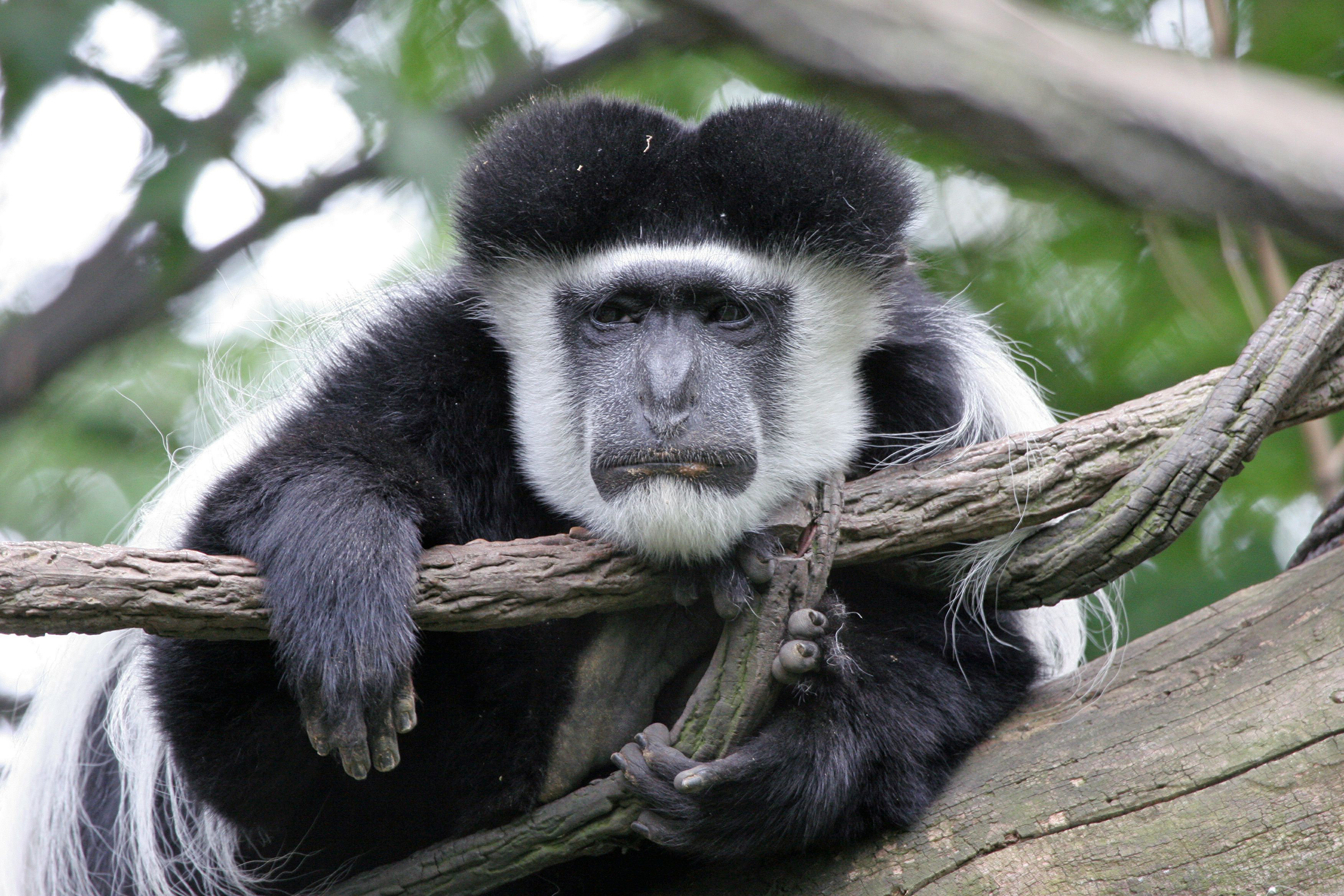 Ebern Designs Colobus Monkey by - Wrapped Canvas Photograph - Wayfair ...