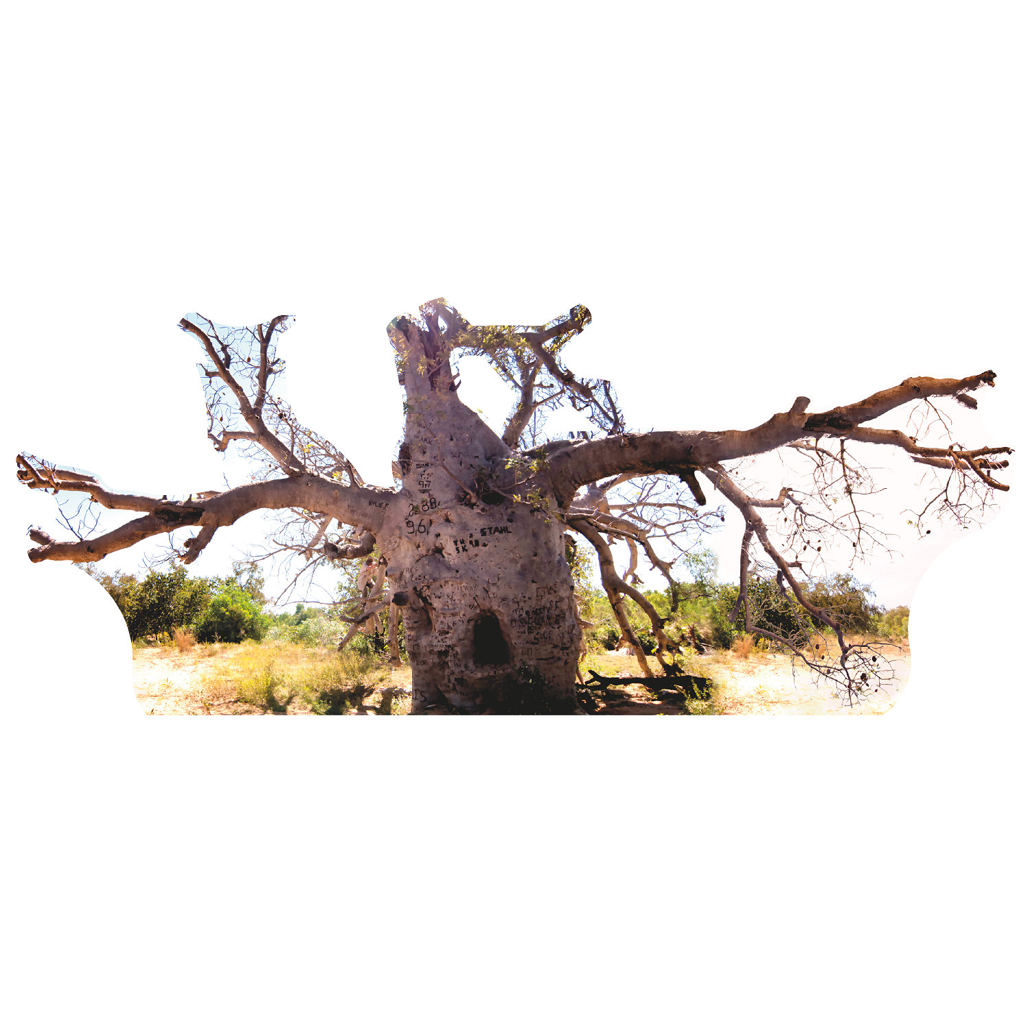 Wet Paint Printing Boab Prison Tree Most Famous Trees Cardboard Standup ...