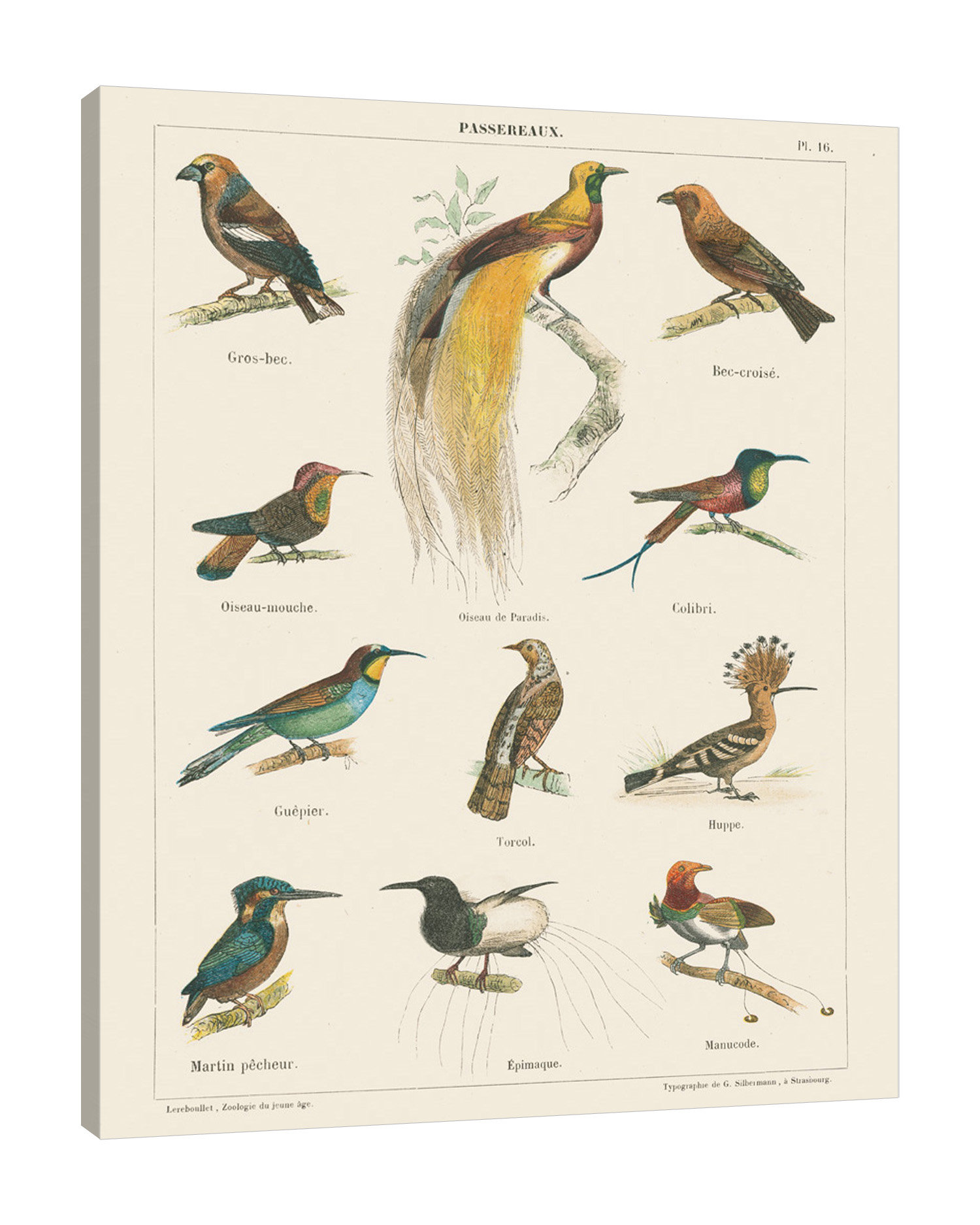 Jaxson Rea Bird Chart I by Wild Apple Portfolio - Wrapped Canvas Print ...
