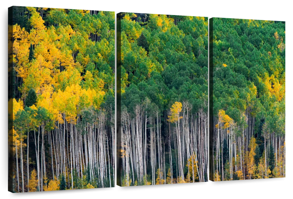 Millwood Pines Alvord Colorado Autumn Aspen Trees | Wayfair