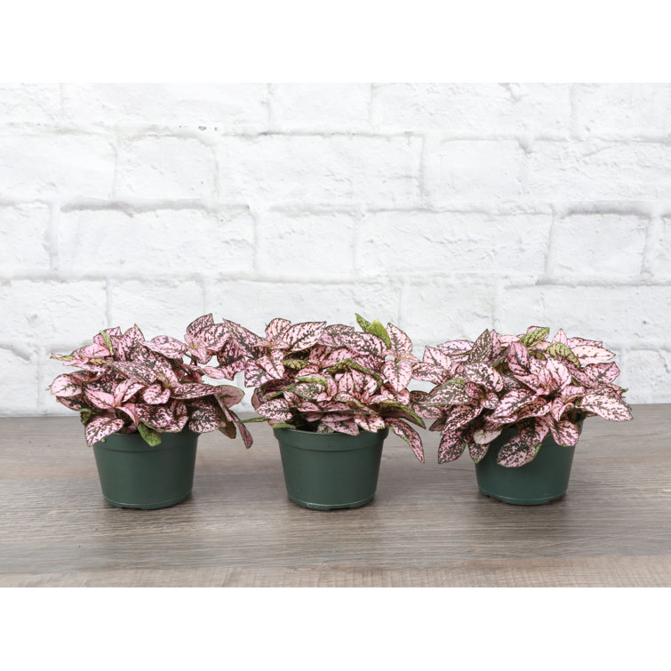 Thorsen's Greenhouse Live Pink Splash Plant Set & Reviews | Perigold