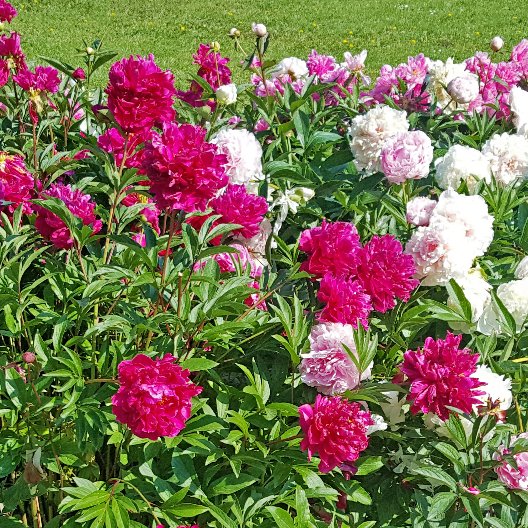 Primrue Mixed Colorful Peonies- 4 Roots - White, Pink, Red Flowers ...