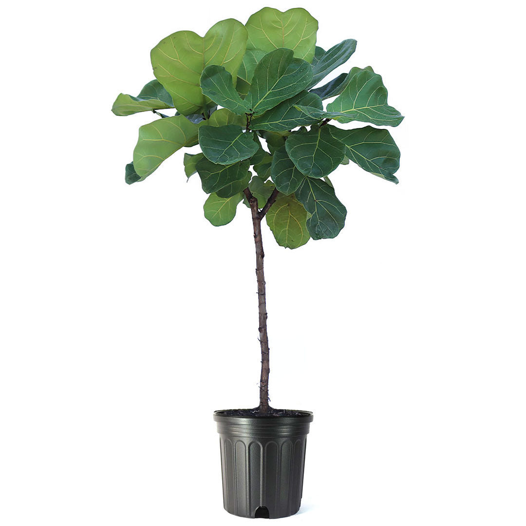 American Plant Exchange Live Standard Fiddle Leaf Fig Tree, 10-inch ...