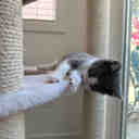 Armarkat 78" Premium Classic Real Wood Jackson Galaxy Approved Cat Tree ...