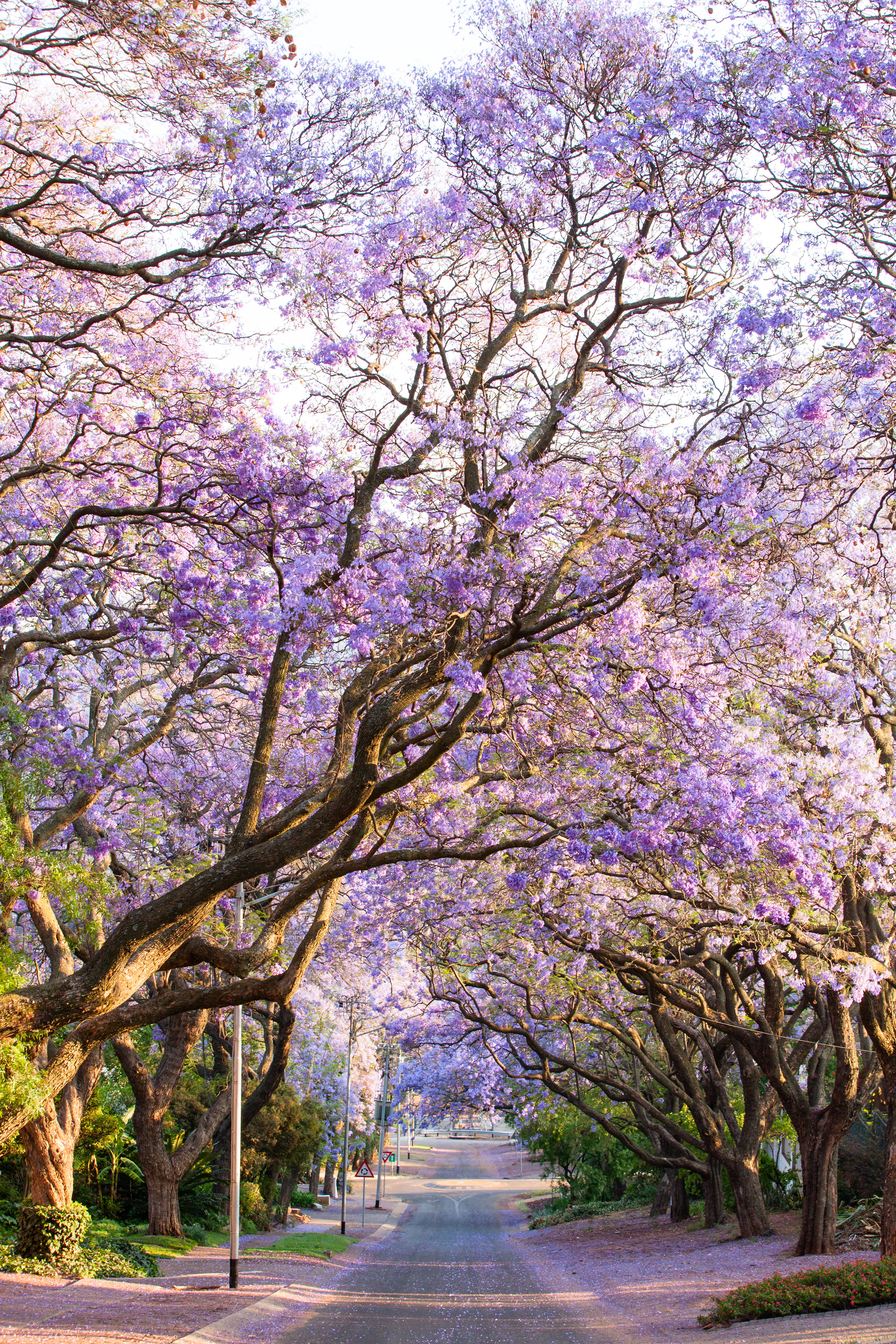 17 Stories Jacaranda Trees by Andreveen - Wrapped Canvas Photograph ...