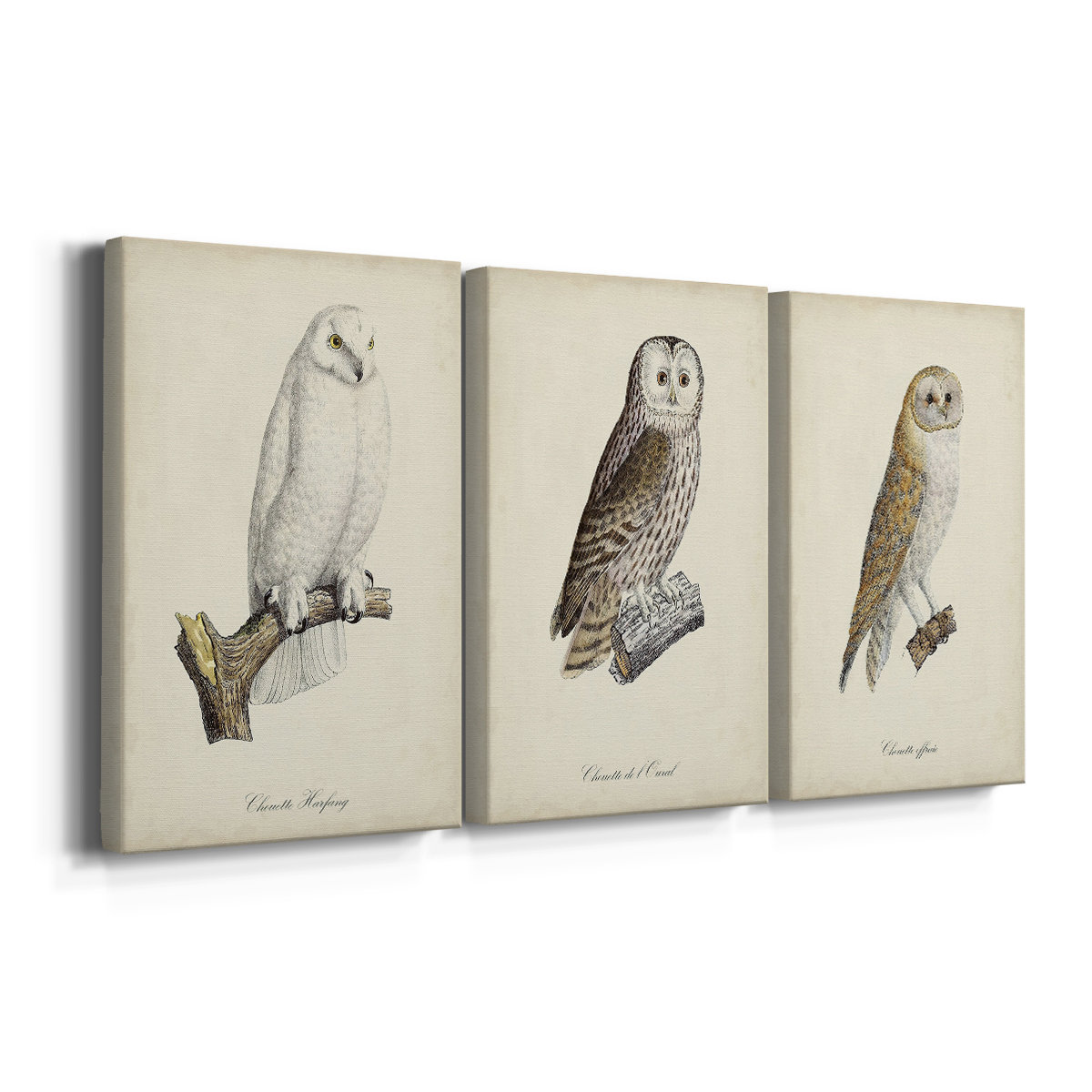 World Menagerie French Owls IV -Custom Wrapped Gallery Canvas - 3 ...