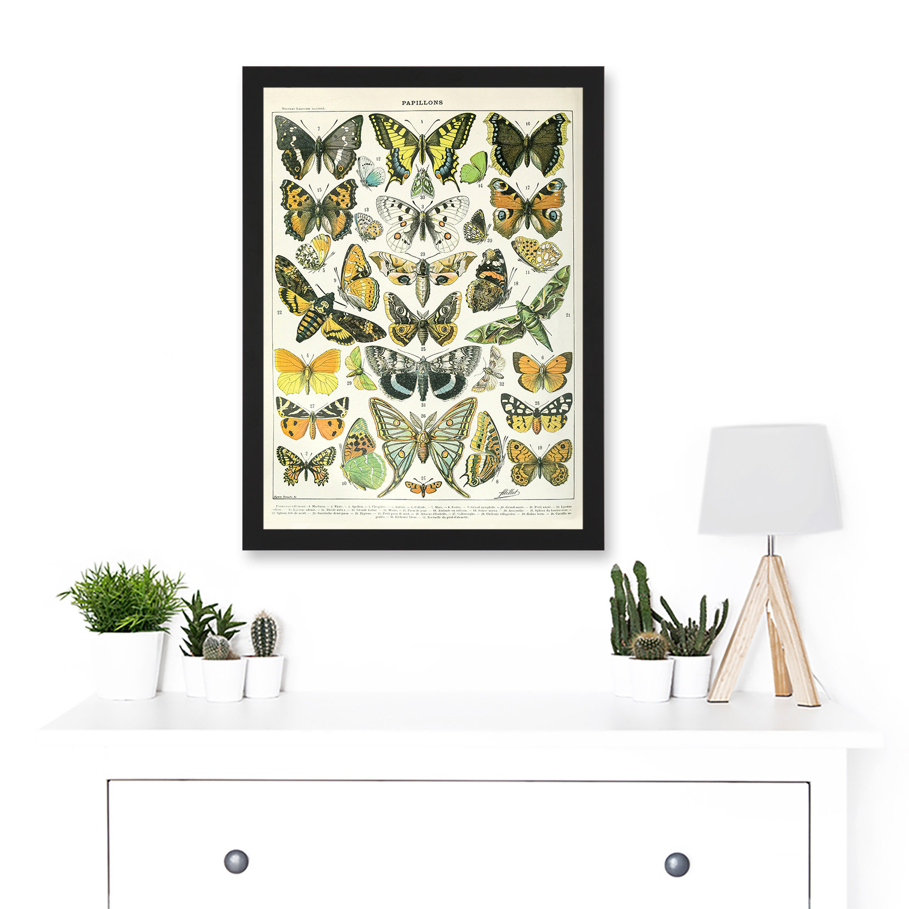 Sommerallee Butterflies Moths Lepidopterists Picture Framed Rectangle ...