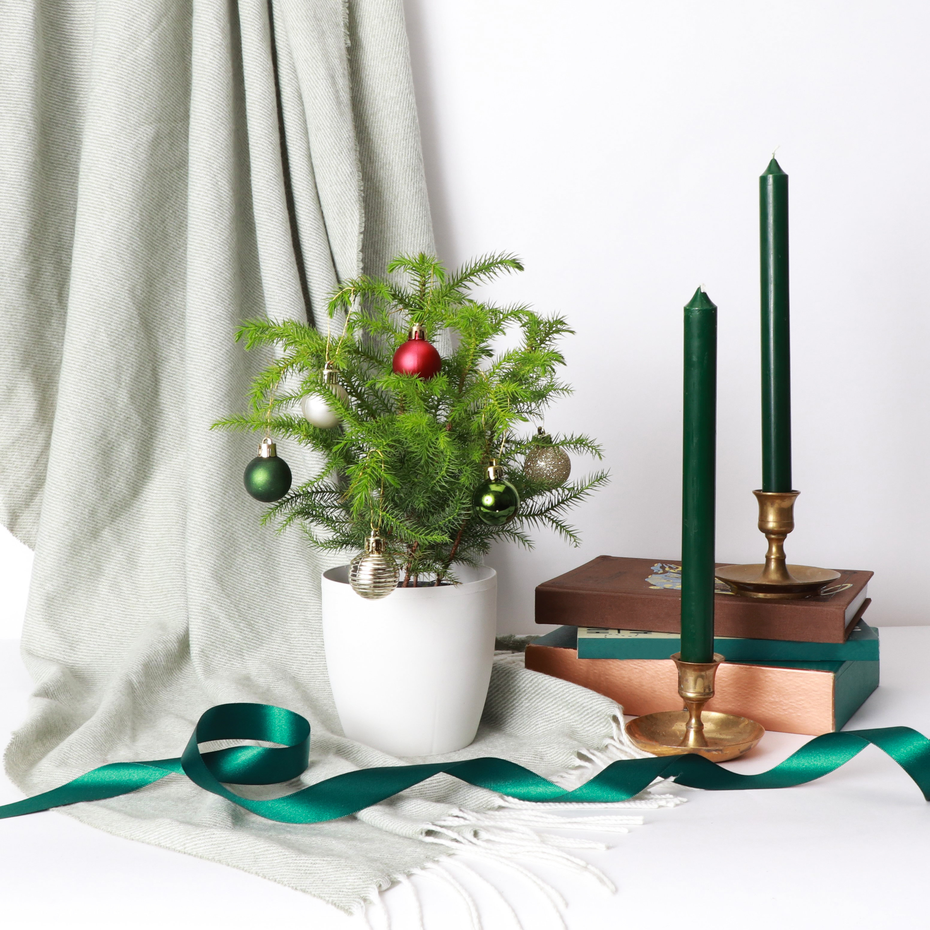 Thorsen's Greenhouse Live Norfolk Island Pine Plant In Classic Pot ...