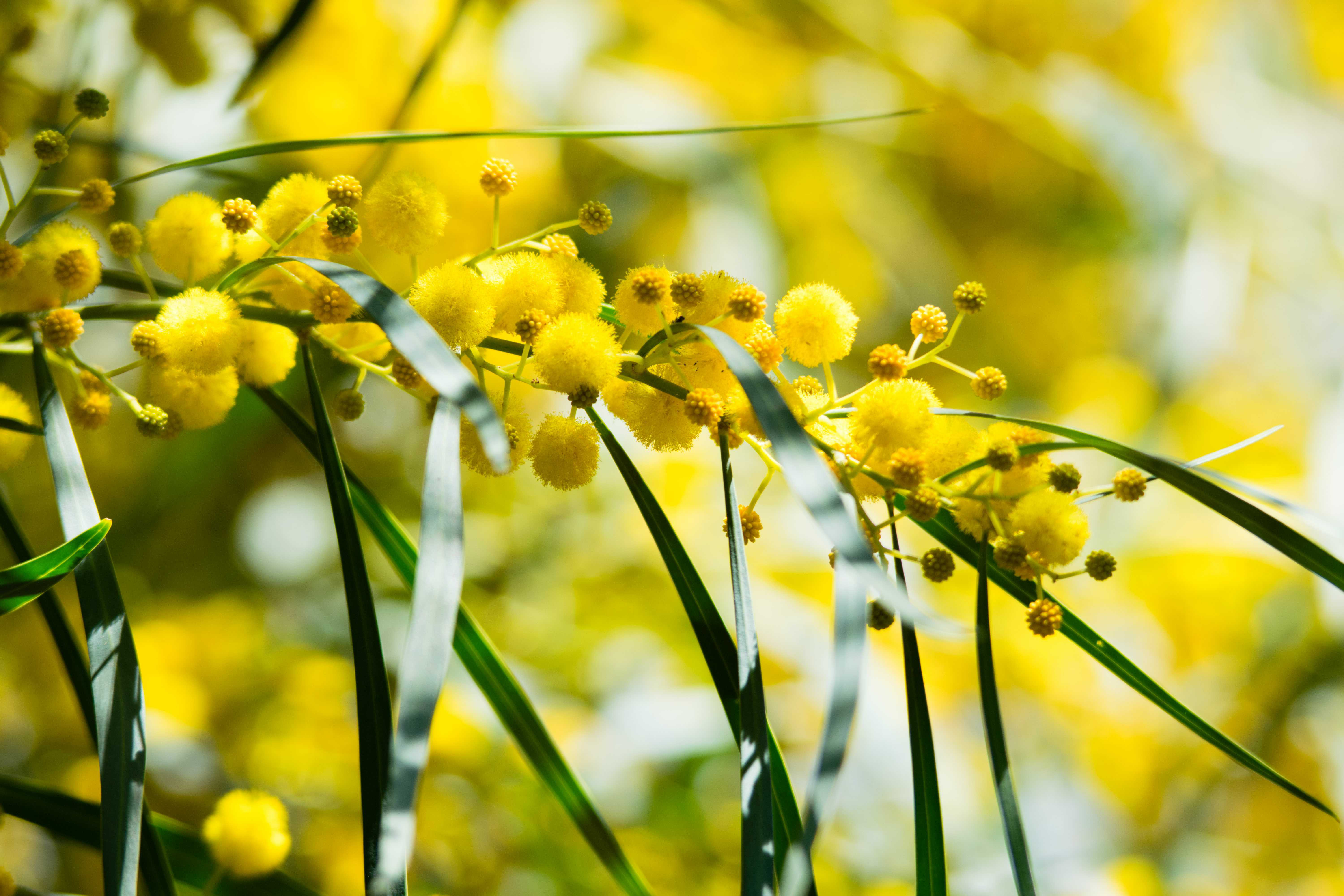 Ebern Designs Acacia Pycnantha by - Wrapped Canvas Photograph - Wayfair ...