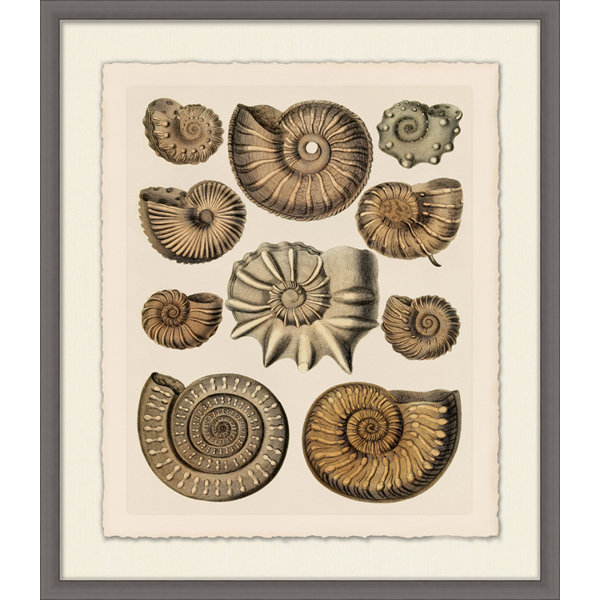 Wendover Art Group Khaki Shell Study 5 - Framed Graphic Art | Wayfair