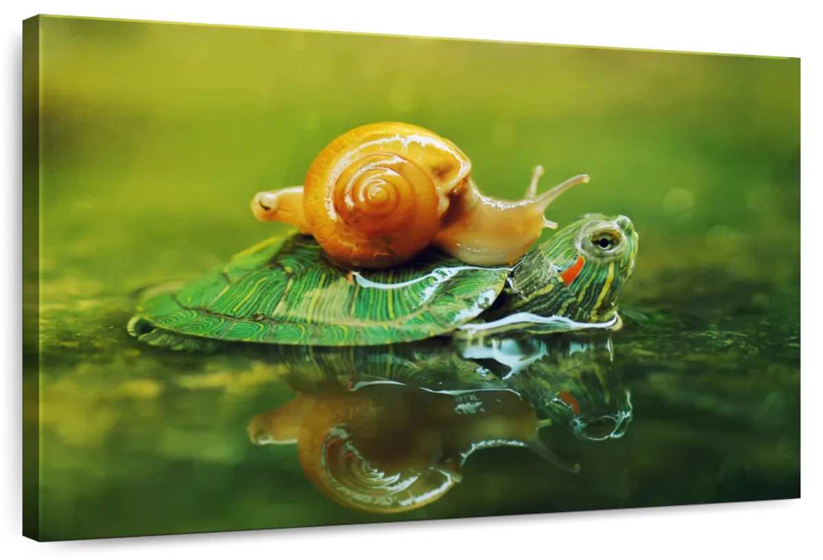 Elephant Stock Snail On Turtle | Wayfair