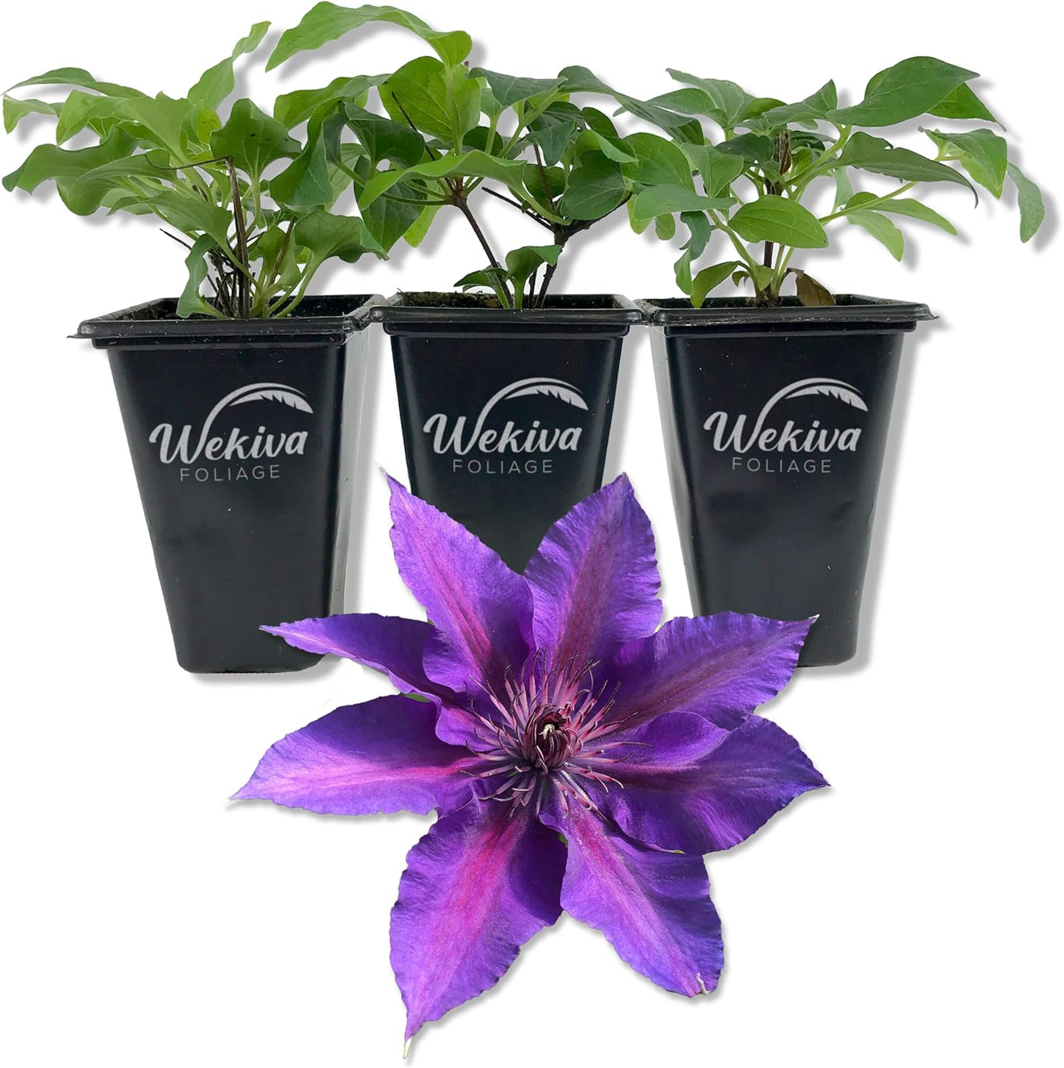 Wekiva Foliage LLC Clematis Edda - 3 Live Starter Plants in 2 Inch ...