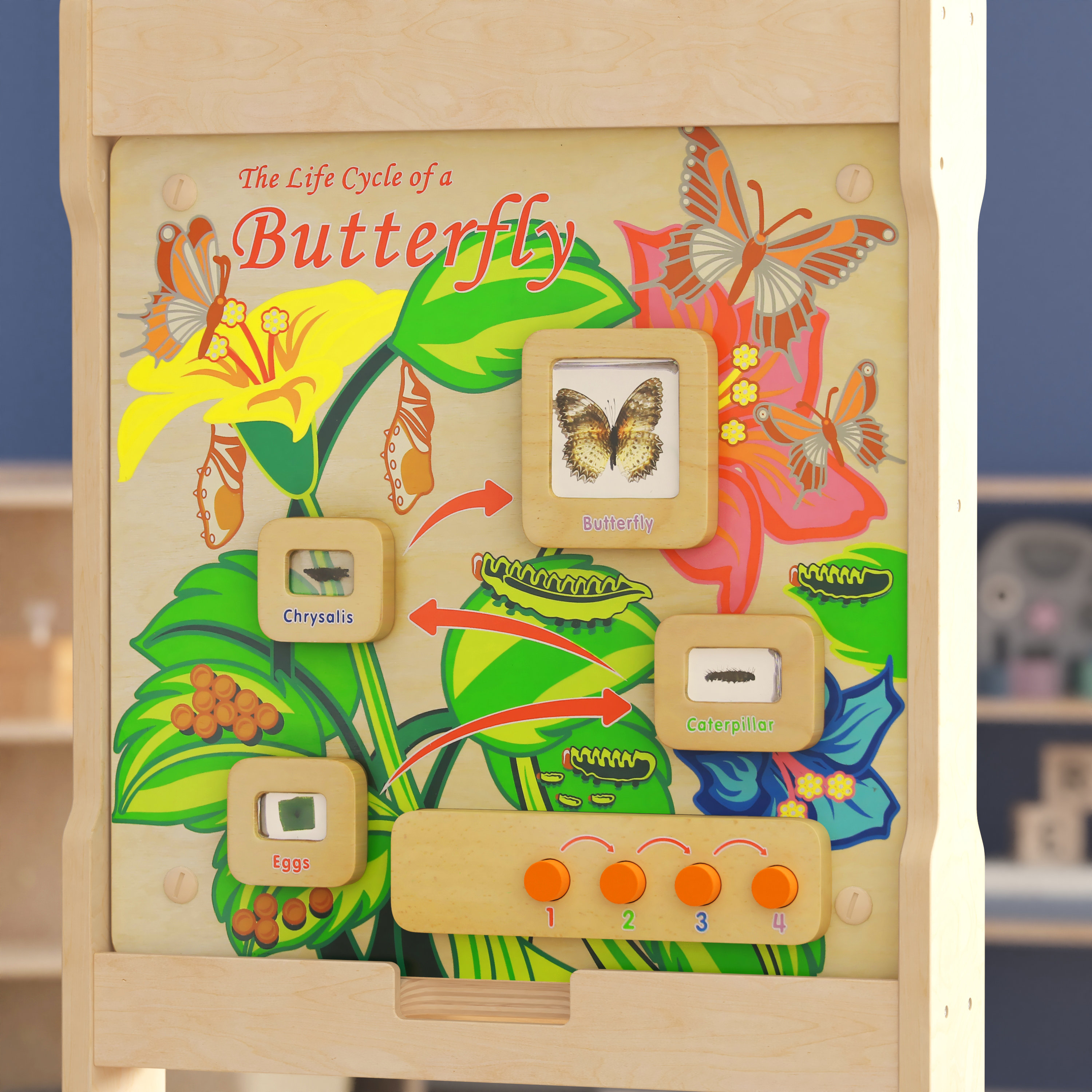 Bright Beginnings Commercial Grade STEAM Wall Wooden Butterfly Life ...