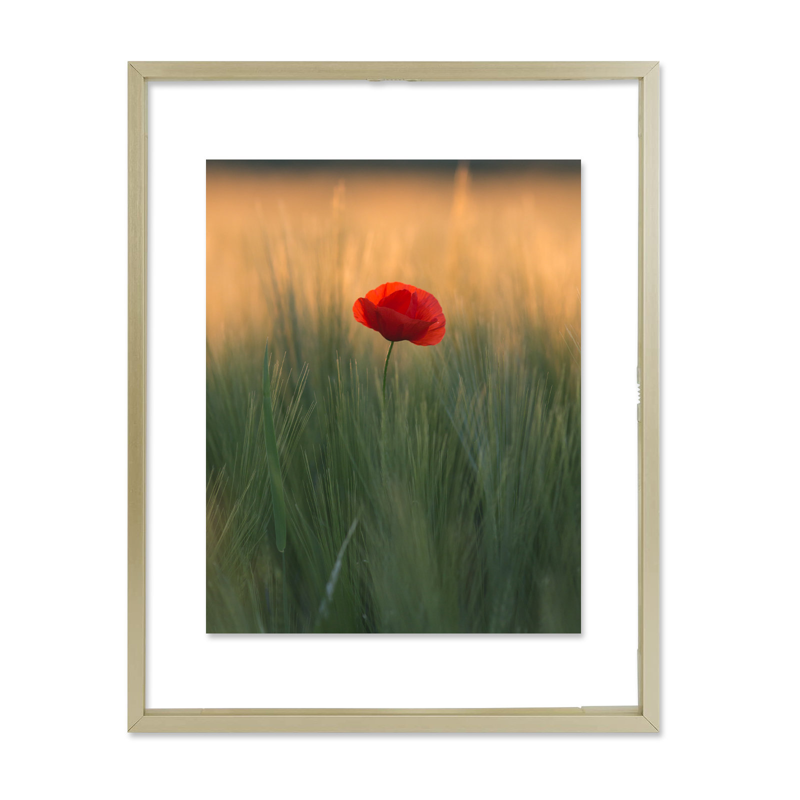 Ebern Designs Donham Metal Picture Float Frame without Mat Wall Hanging ...