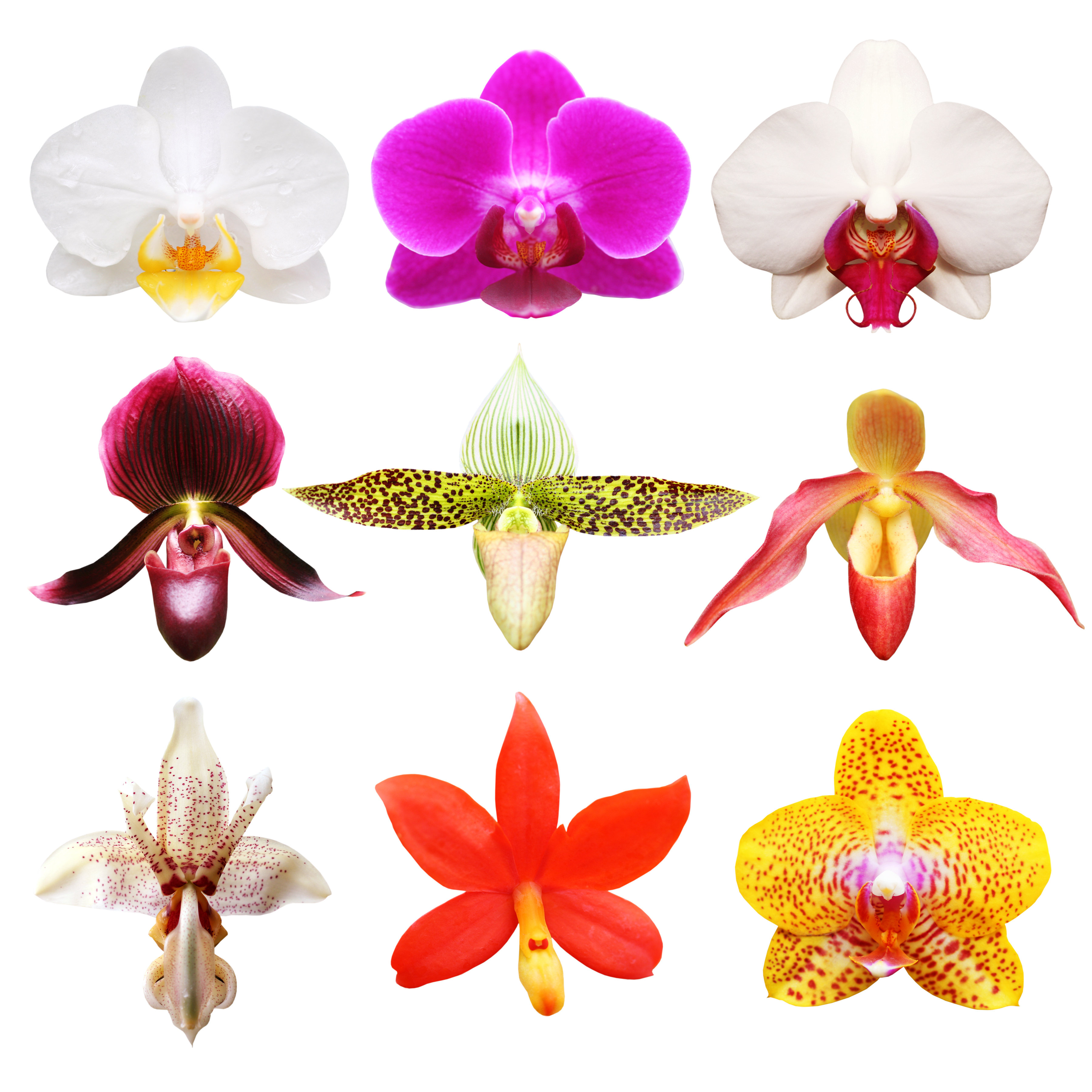 Ebern Designs " Colorful Orchid Collection " | Wayfair