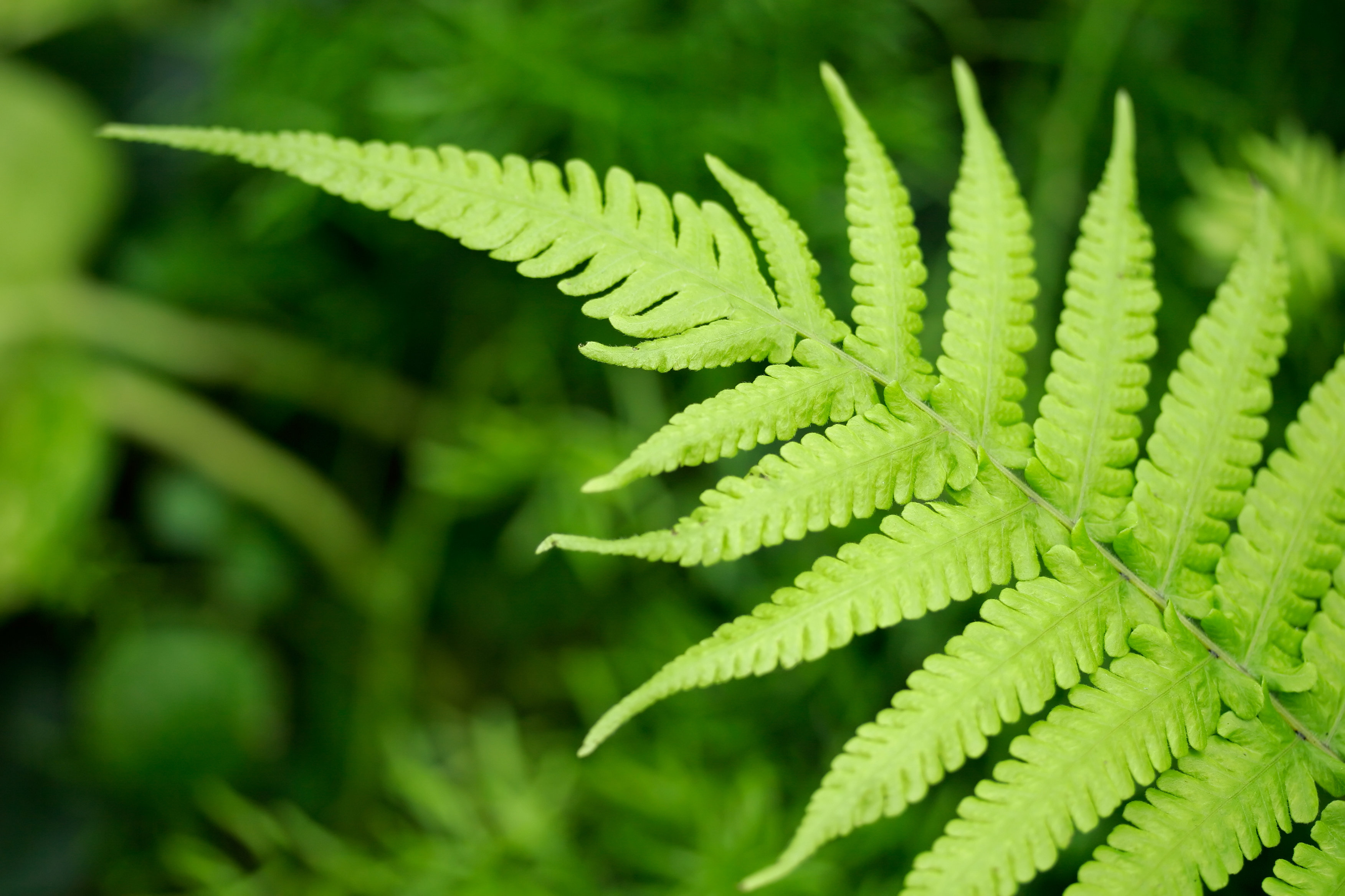 Ebern Designs Close Up of a Fern Leaf by Thedman | Wayfair