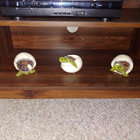 Design Toscano 3 Piece Out of the Shell Baby Turtle Triplet Statue Set ...