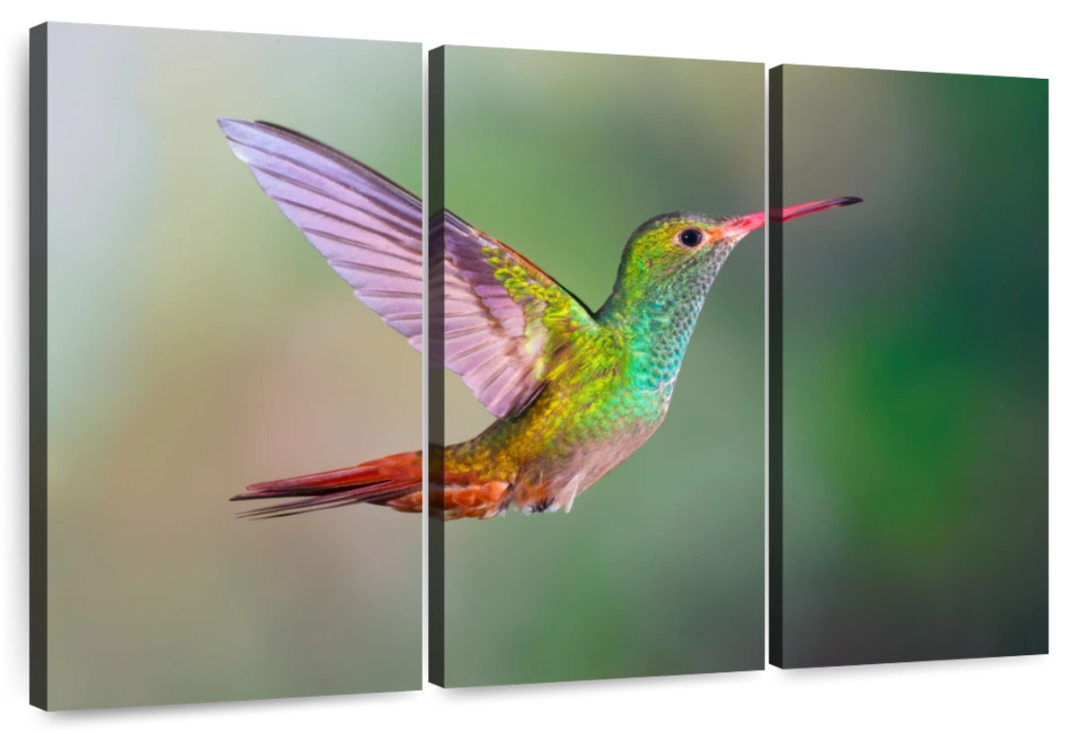 Ebern Designs Iridescent Hummingbird | Wayfair