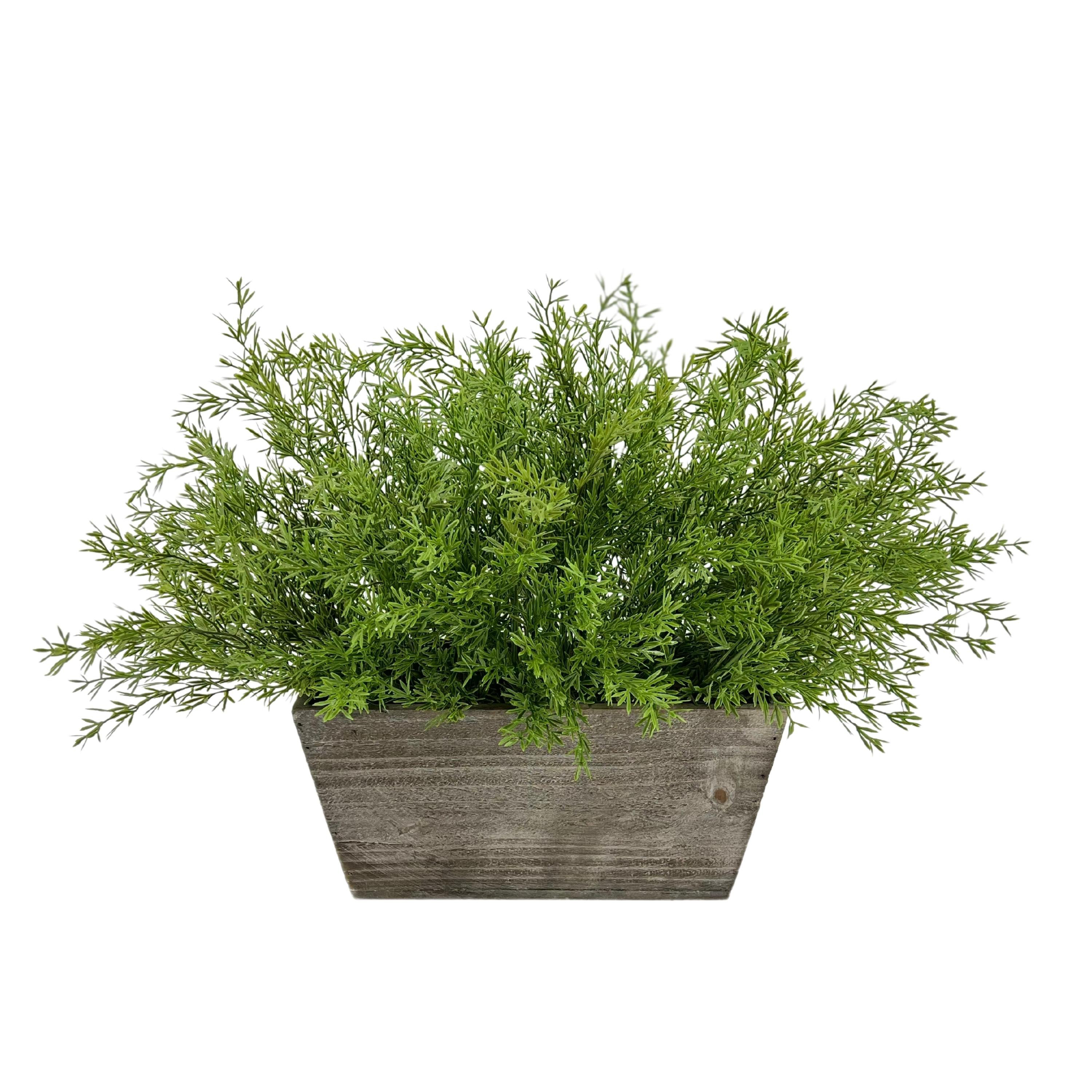 Primrue Faux Asparagus Fern In Grey Wood Mini Ledge & Reviews - Wayfair ...