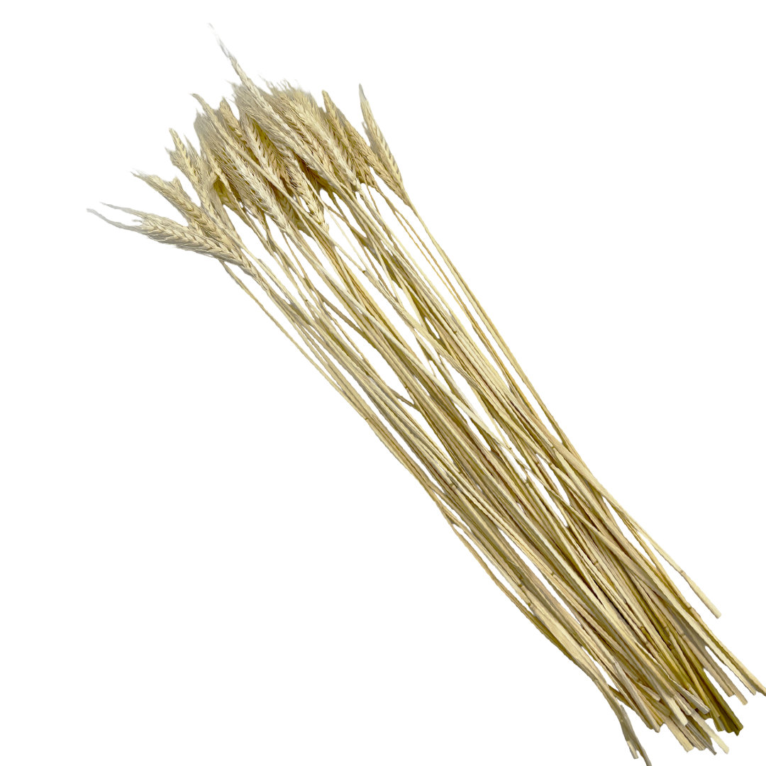 Primrue Bundle of 4 Real Dried Preserved wheat 50 pcs 24" Bouquet | Wayfair